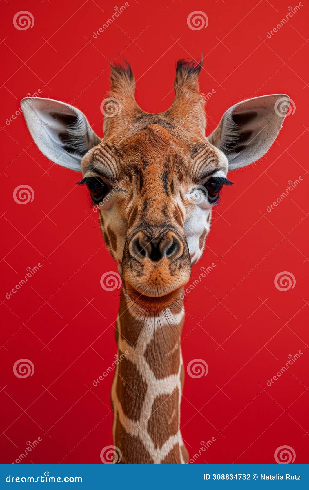 A Giraffe on a Plain Red Background Stock Photo - Image of character ...
