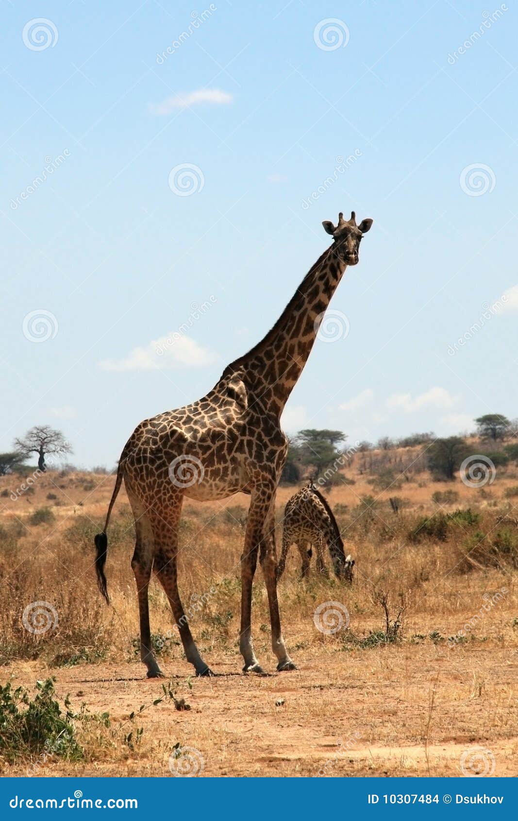 Giraffe in plain savanna stock photo. Image of body, necks - 10307484