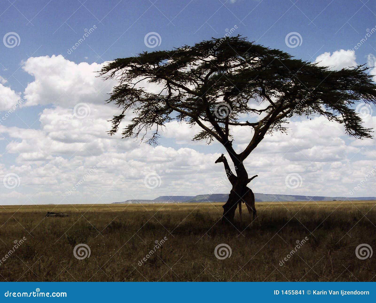 Giraffe Playing Hide and Seek Stock Image - Image of african, grassland ...