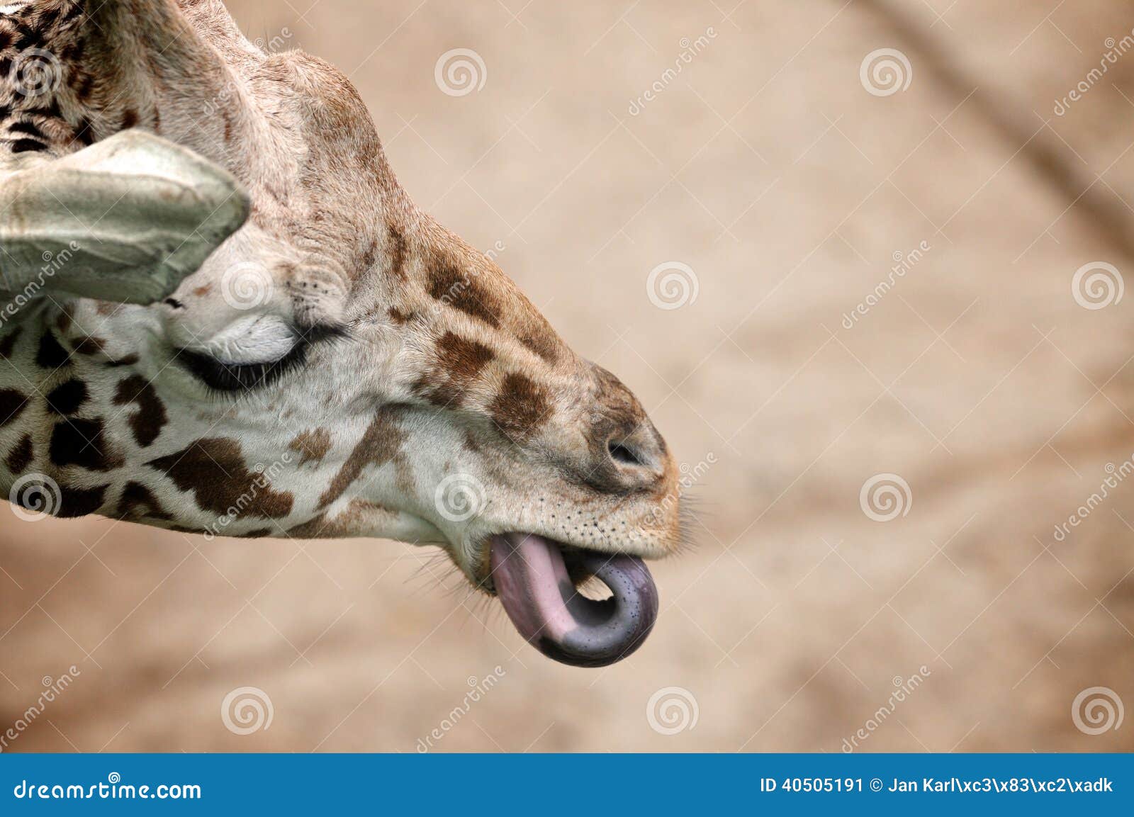 Giraffe Playing with Its Tongue Stock Image - Image of brown, giraffe ...