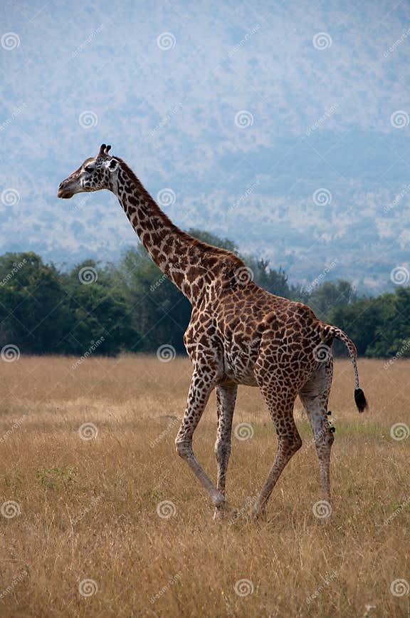 Giraffe Pooping stockbild. Bild von hoch, giraffen, safari - 110483279