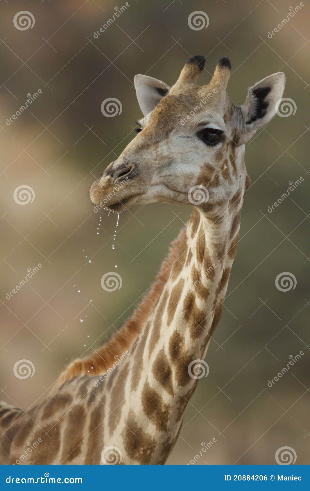 Giraffe Portait stock photo. Image of portrait, wildlife - 20884206