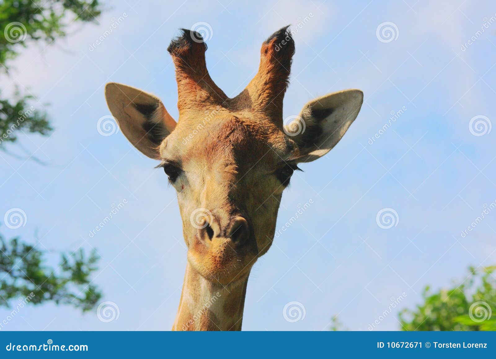 Giraffe portrait stock image. Image of mammal, nature - 10672671