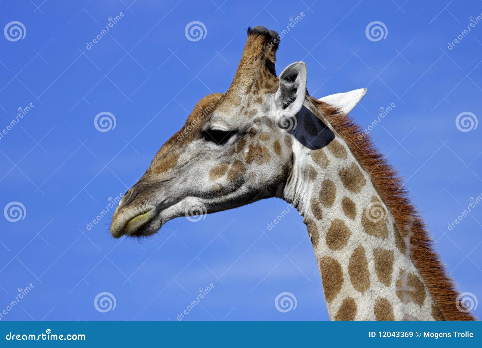 Giraffe portrait stock image. Image of horns, safari - 12043369