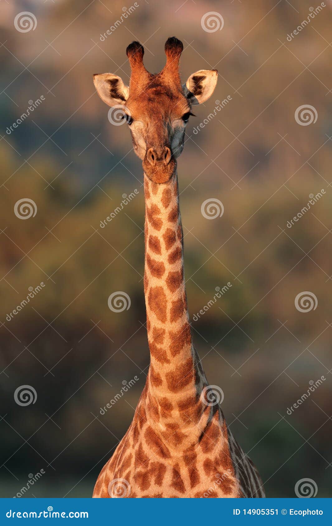 Giraffe portrait stock image. Image of curious, animal - 14905351