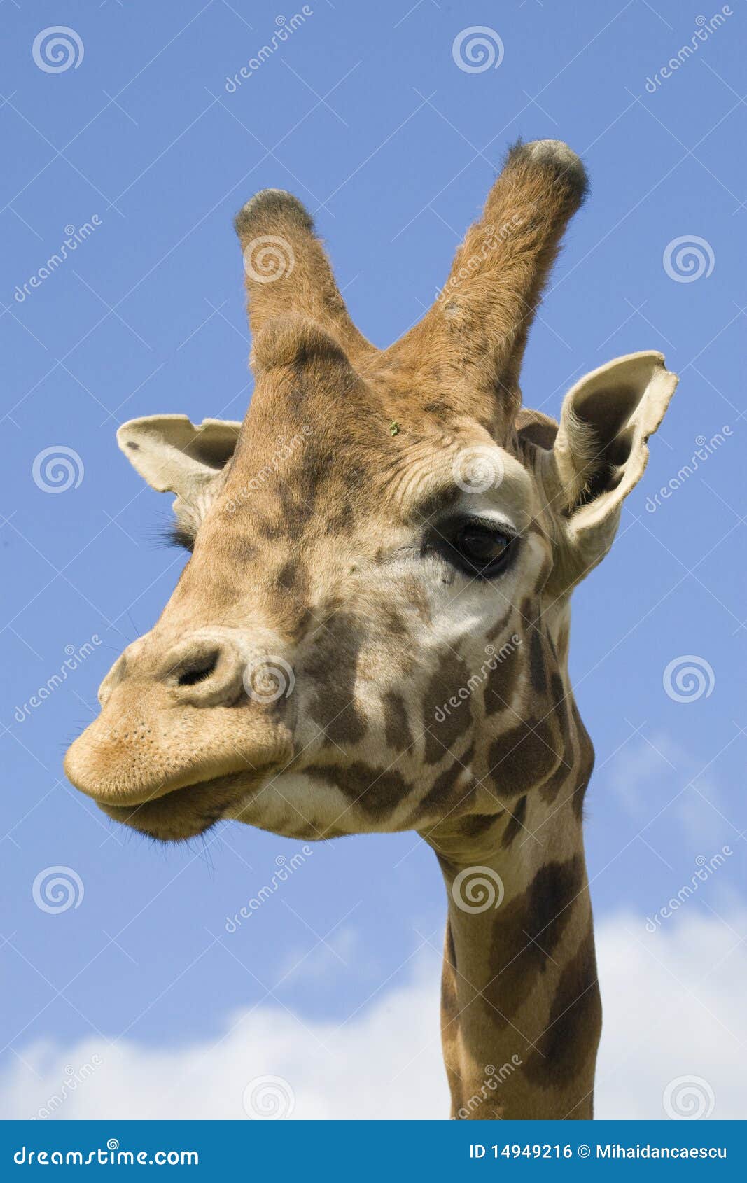 Giraffe Portrait stock photo. Image of majestic, safari - 14949216