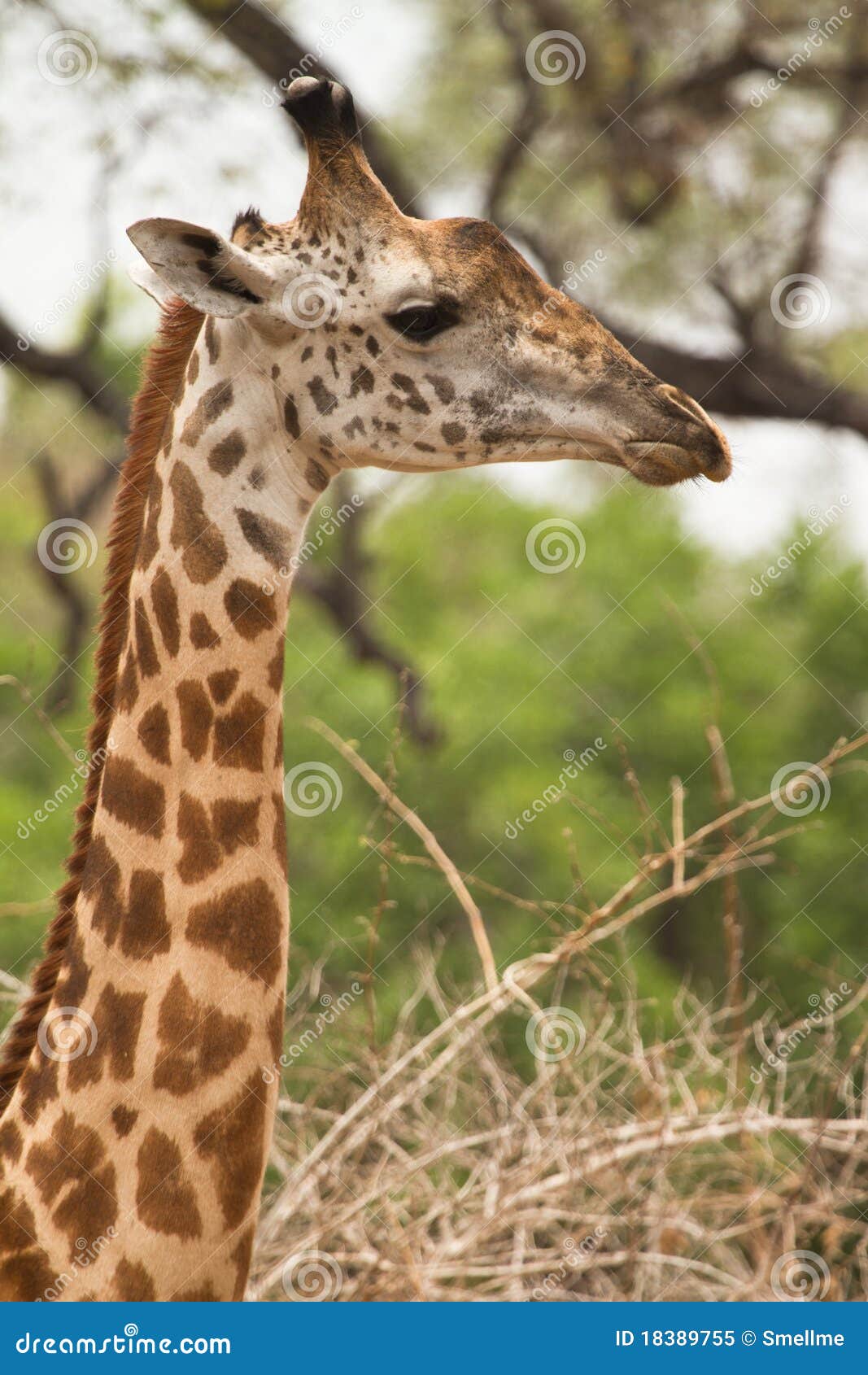 Giraffe portrait stock image. Image of south, away, looking - 18389755