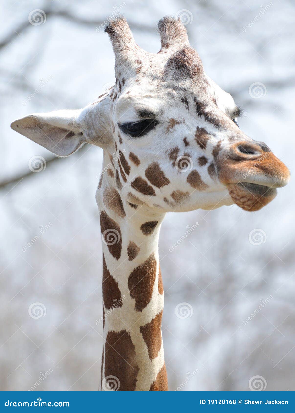 Giraffe Portrait stock photo. Image of staring, africa - 19120168