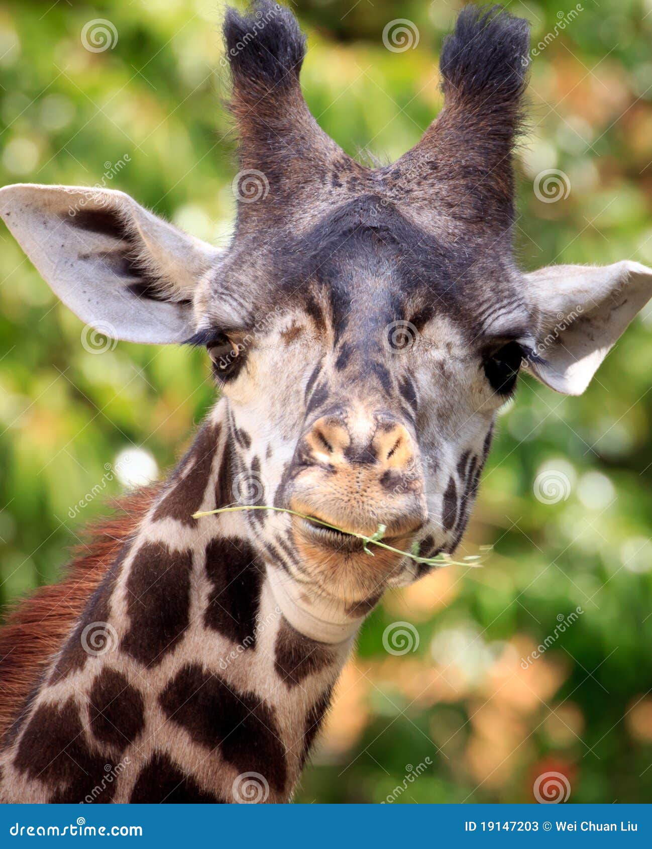 Giraffe portrait stock image. Image of africa, beauty - 19147203
