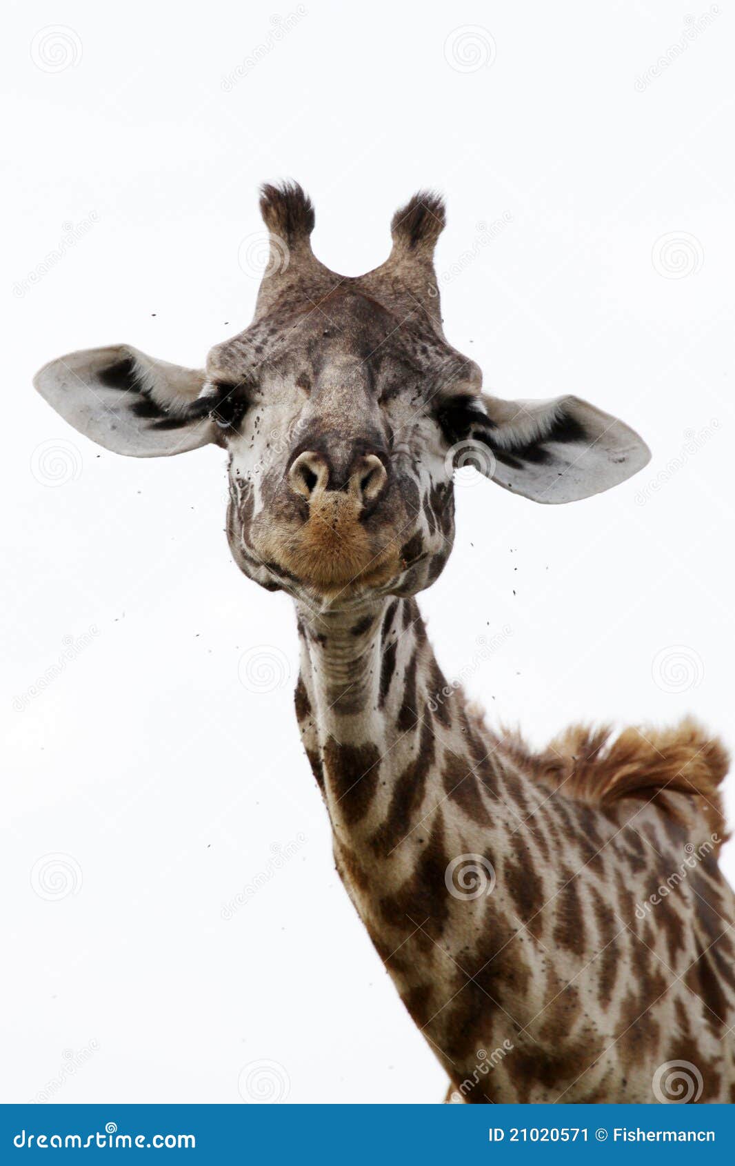 Giraffe portrait stock image. Image of mammal, mara, tourism - 21020571