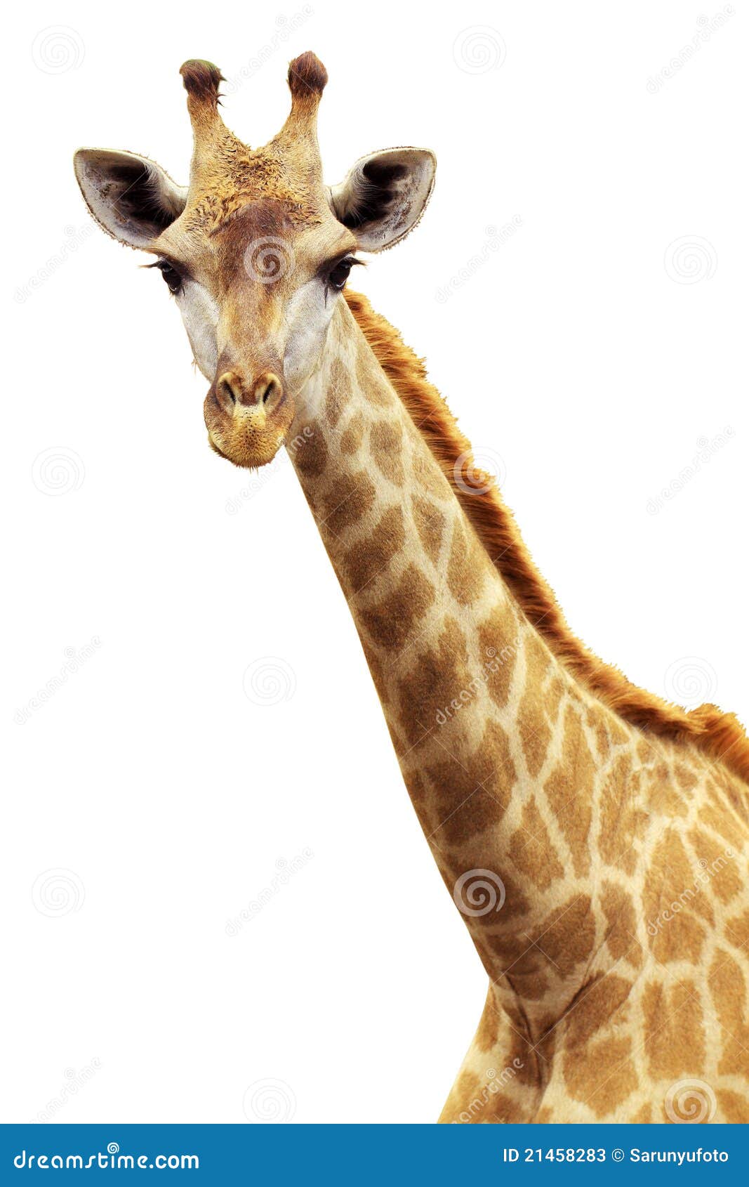Giraffe portrait stock image. Image of stand, high, south - 21458283