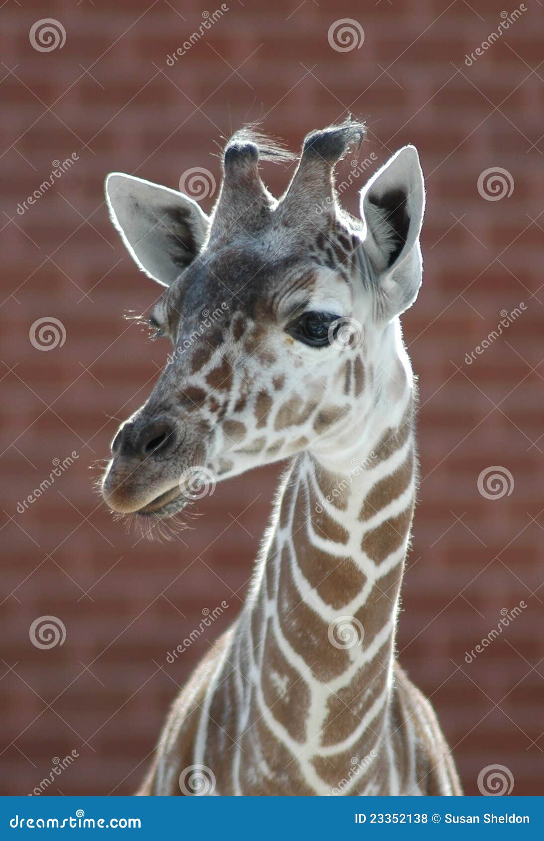 Giraffe portrait stock photo. Image of single, young - 23352138