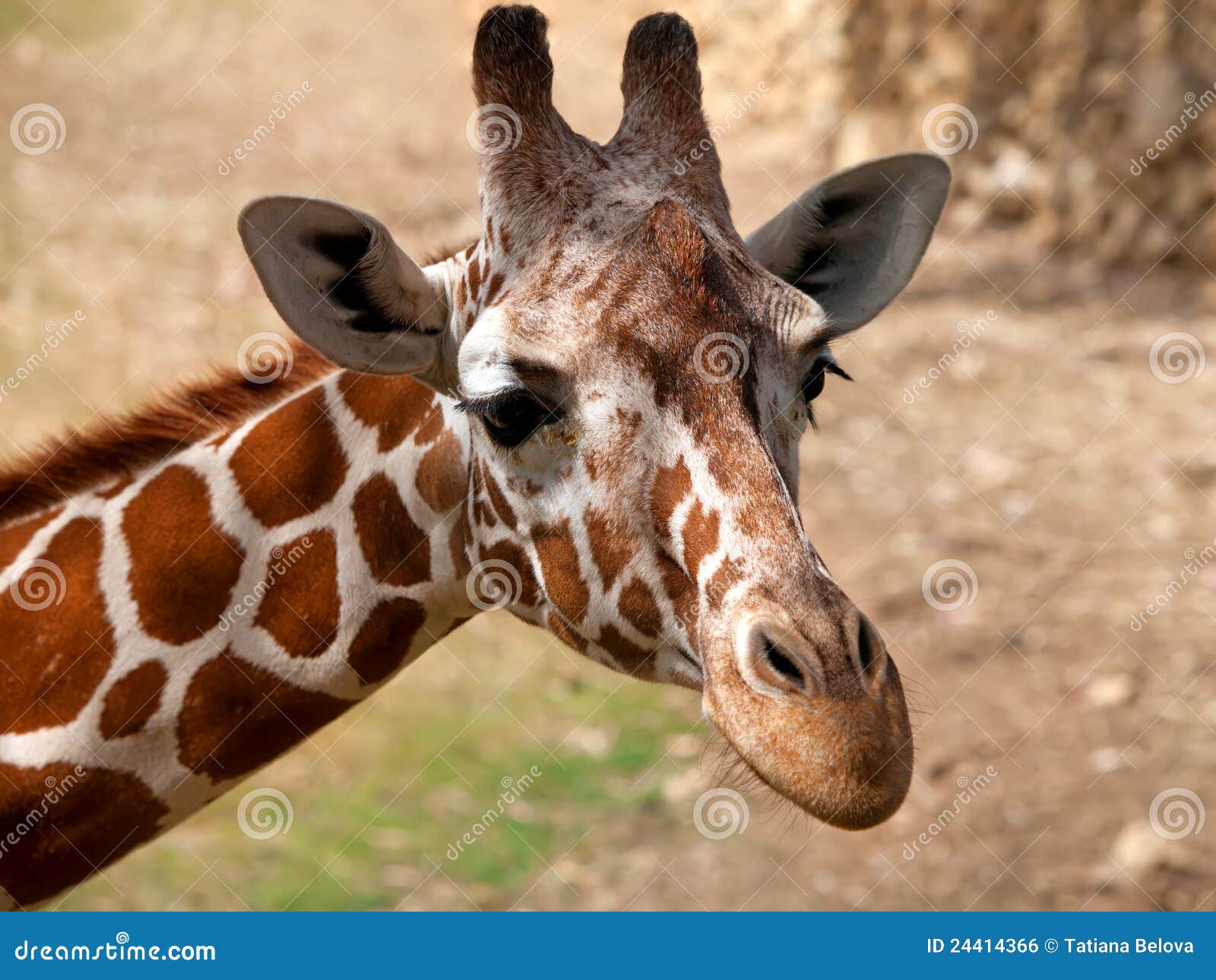 Giraffe portrait stock photo. Image of neck, safari, spots - 24414366