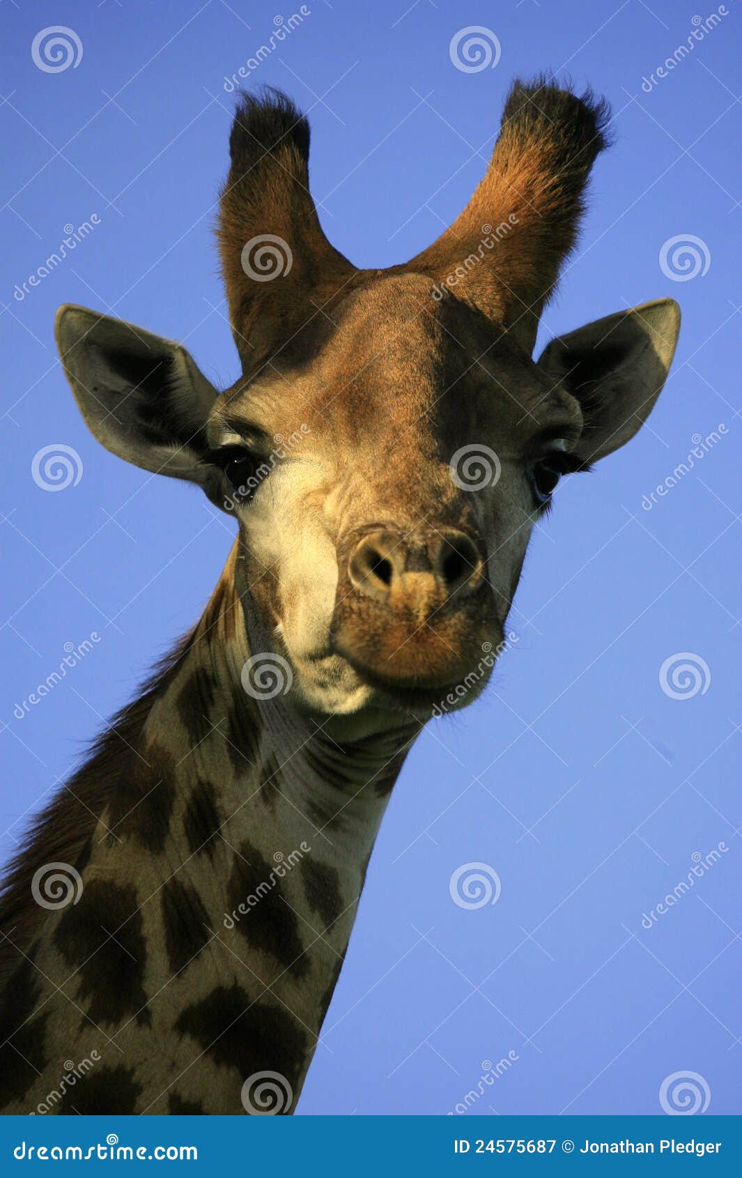 Giraffe portrait stock image. Image of blue, cute, horn - 24575687