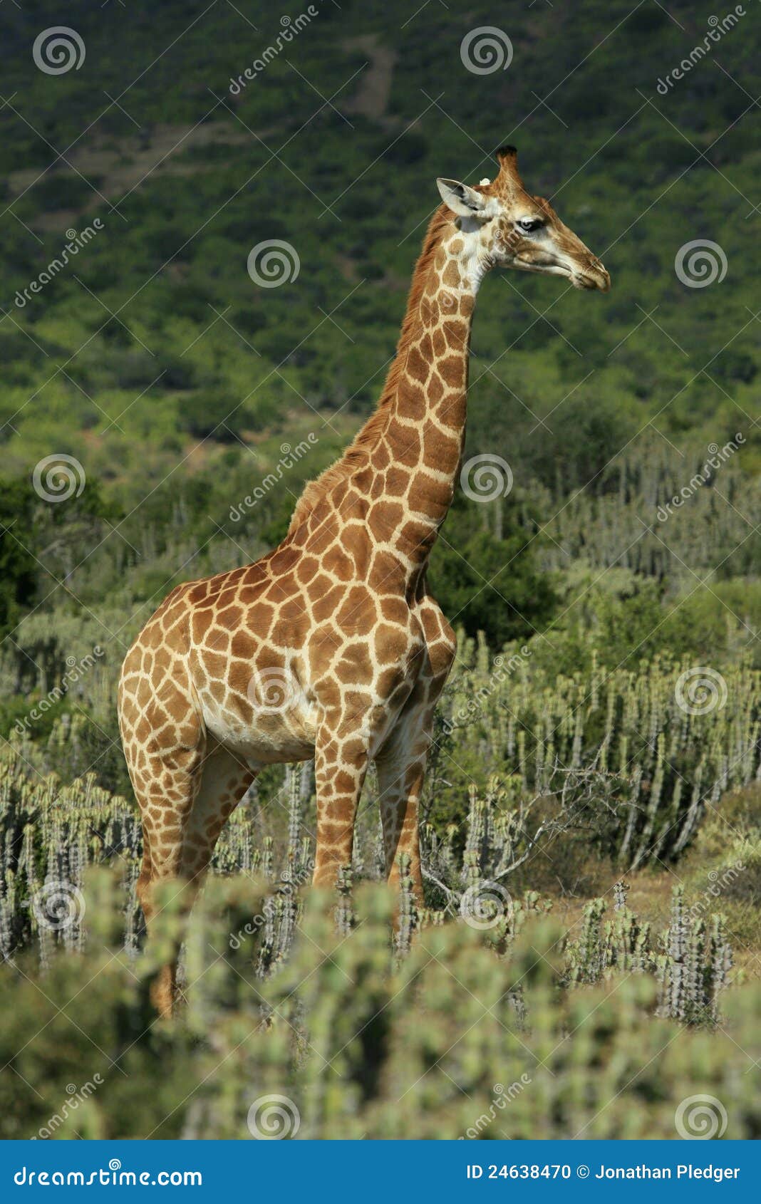 Giraffe Portrait stock photo. Image of african, clouds - 24638470