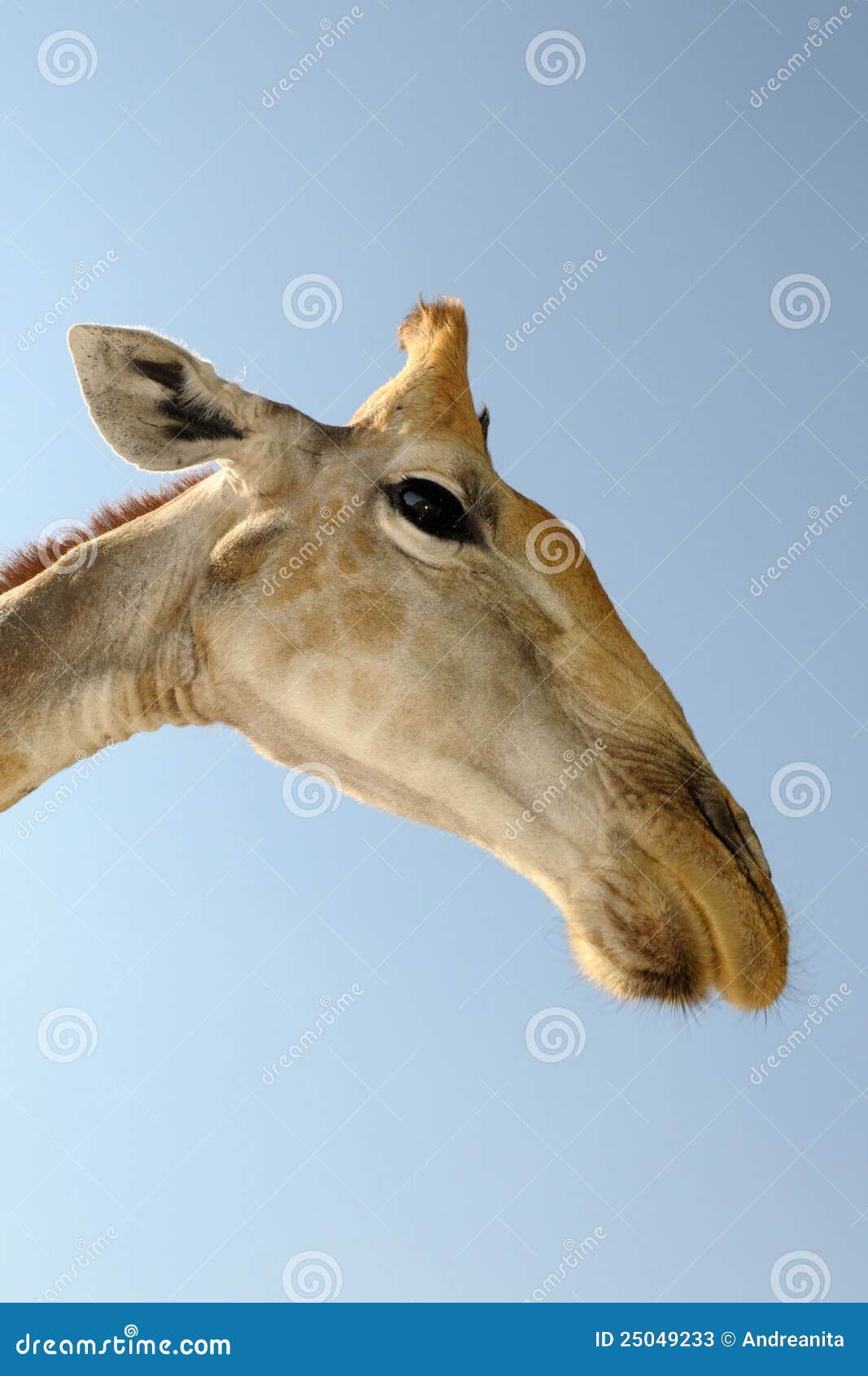 Giraffe portrait stock image. Image of camelopardalis - 25049233