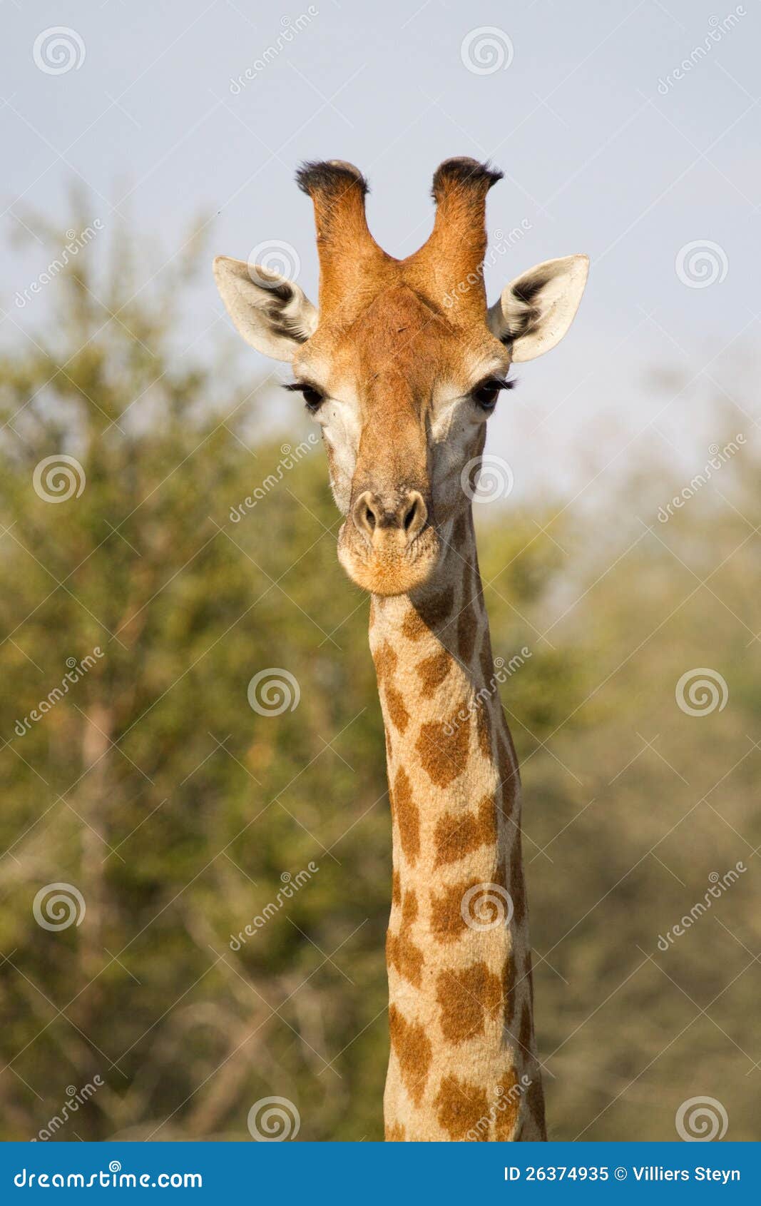 Giraffe portrait stock image. Image of herbivore, thick - 26374935