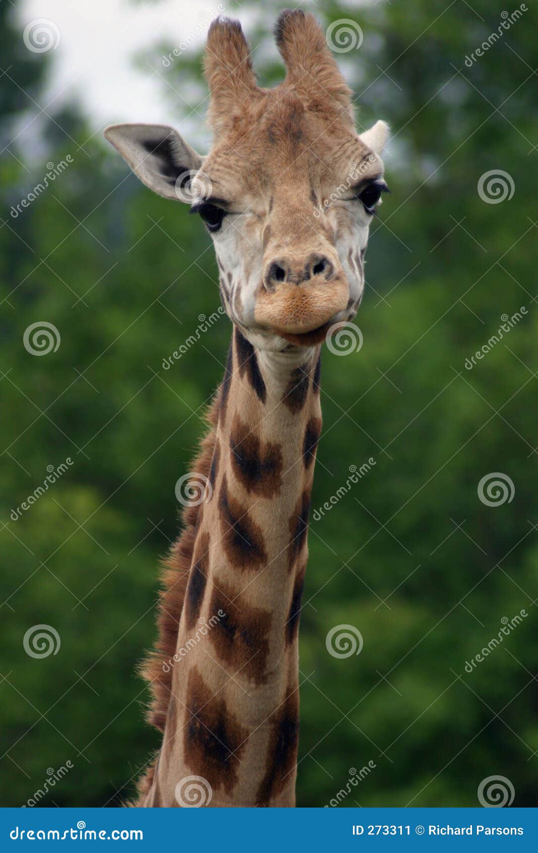 Giraffe Portrait stock image. Image of safari, nature, animal - 273311