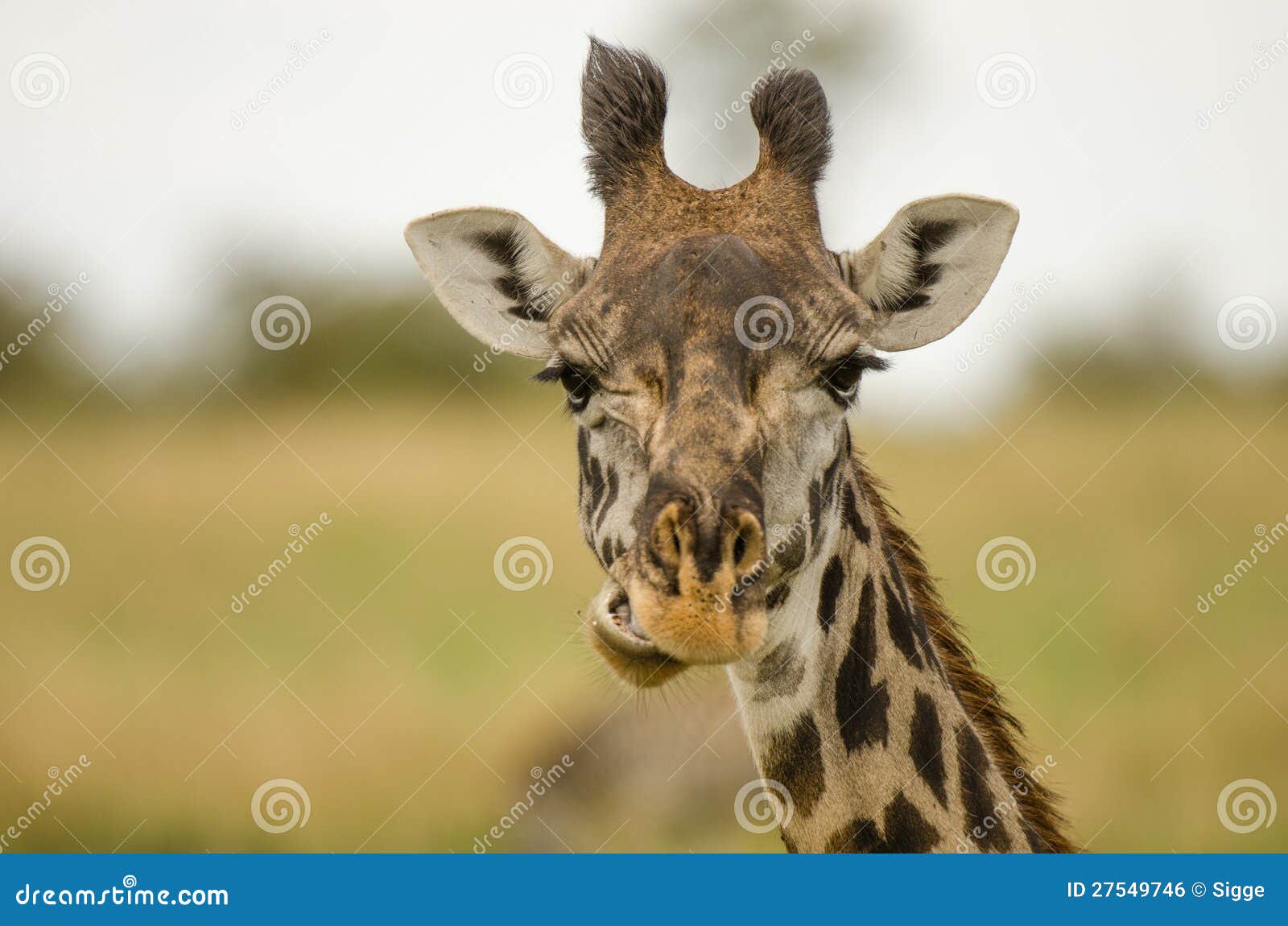 Giraffe Portrait stock photo. Image of outdoors, camelopardalis - 27549746