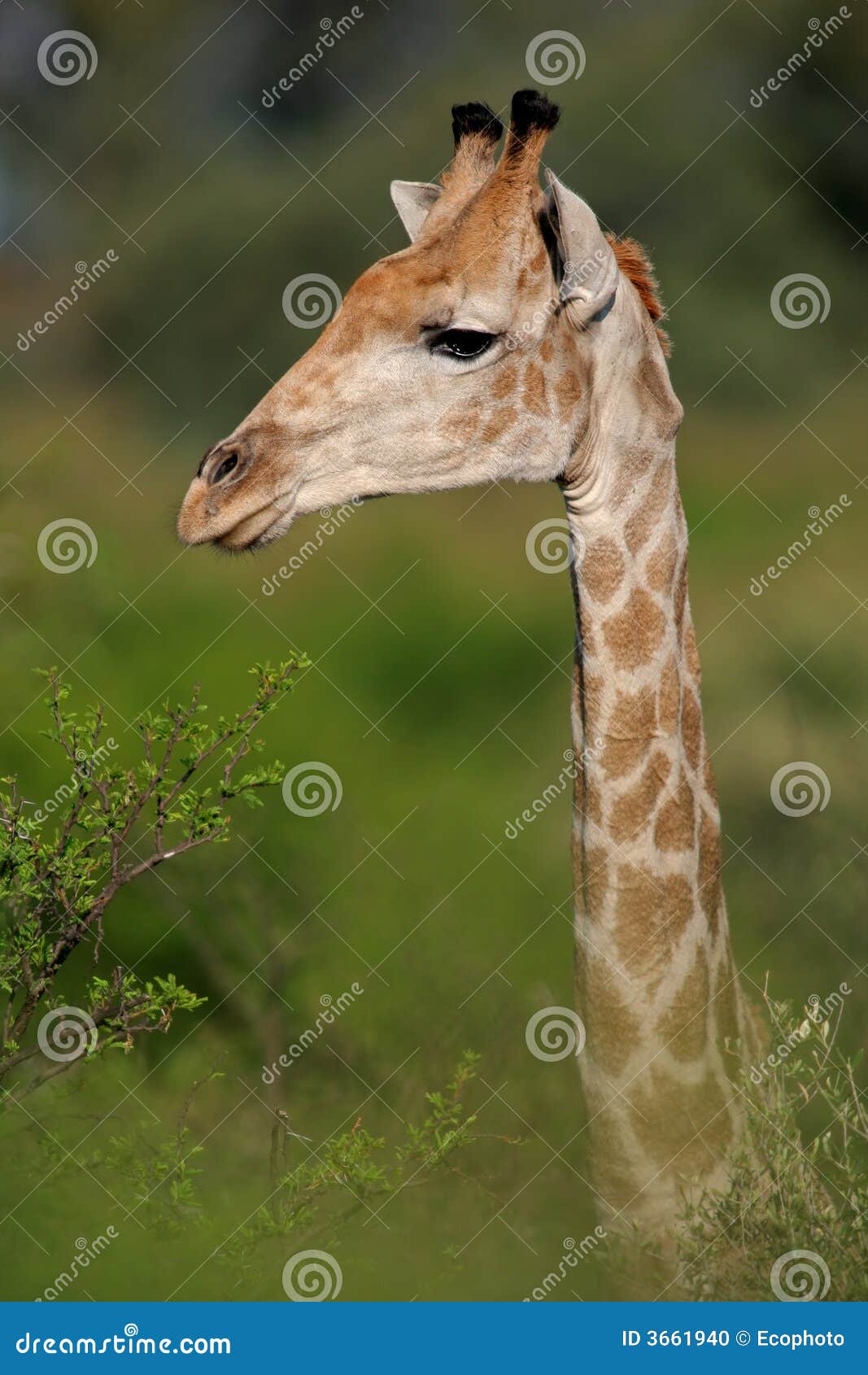 Giraffe portrait stock photo. Image of giraffa, ecology - 3661940