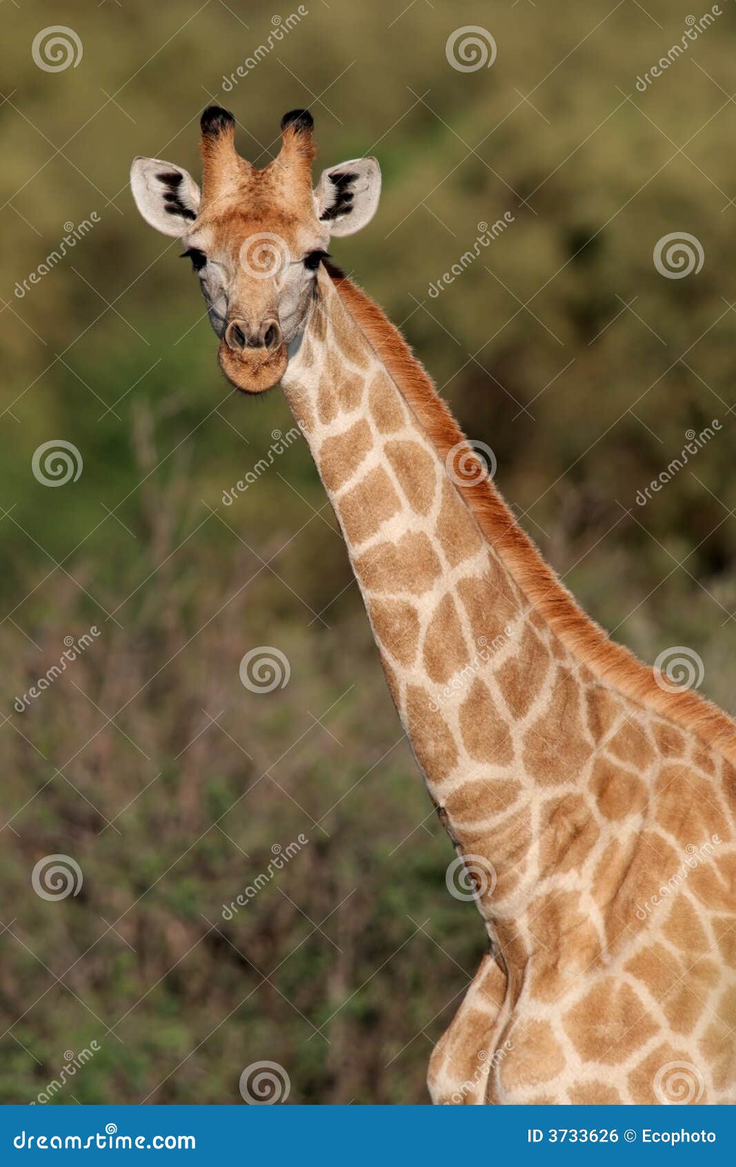 Giraffe portrait stock photo. Image of giraffe, tall, southern - 3733626