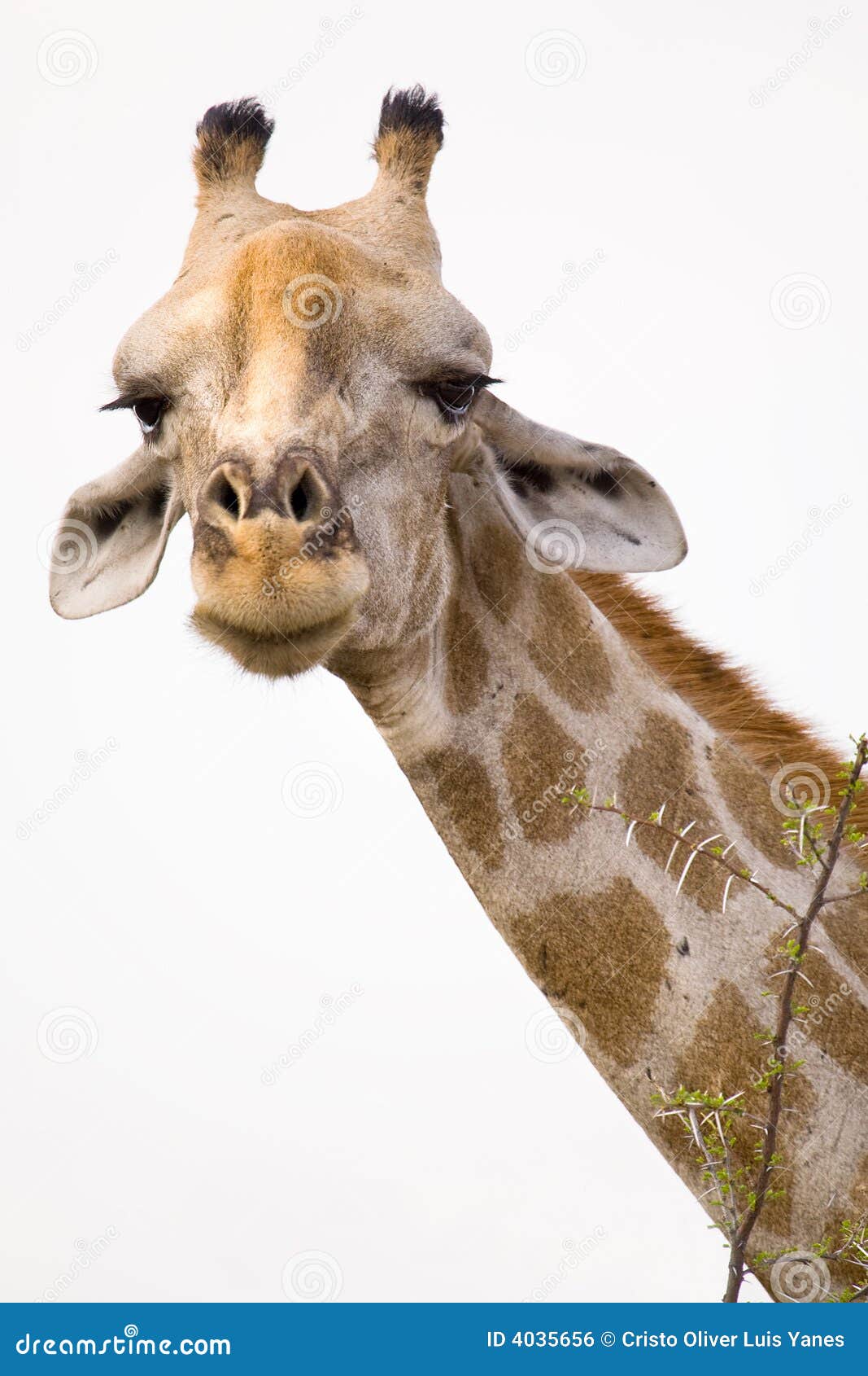 Giraffe portrait stock photo. Image of high, animal, neck - 4035656
