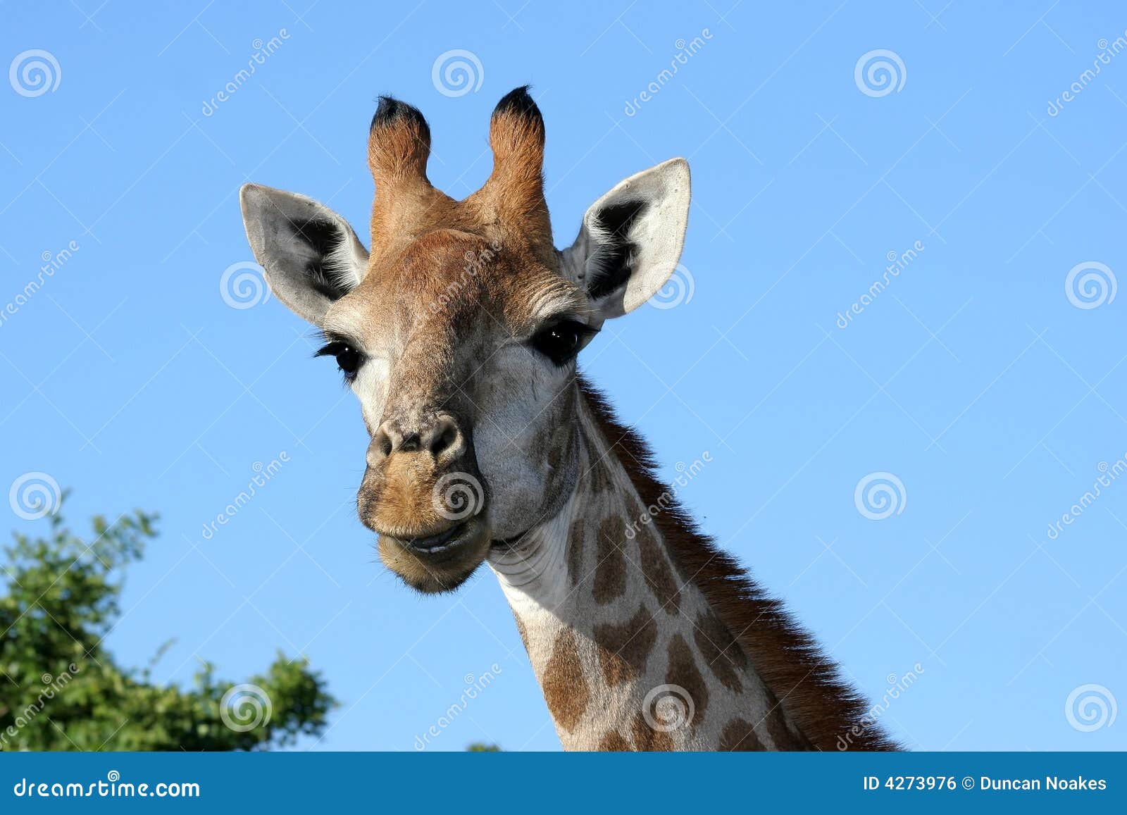Giraffe Portrait stock photo. Image of neck, looking, bush - 4273976