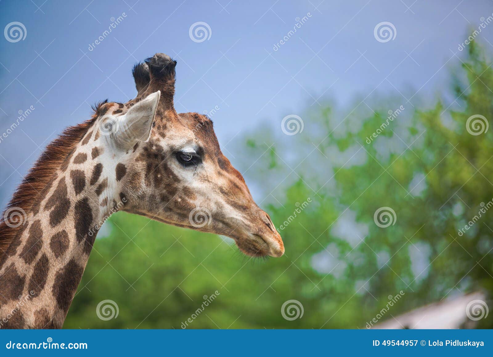 Giraffe stock image. Image of nature, portrait, mammals - 49544957
