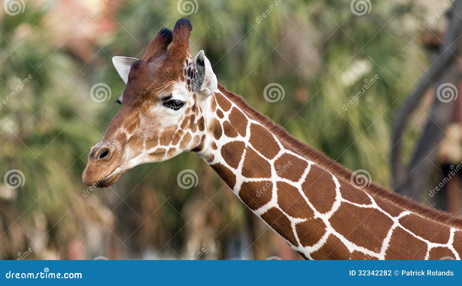 Giraffe portrait stock photo. Image of environment, stretching - 32342282