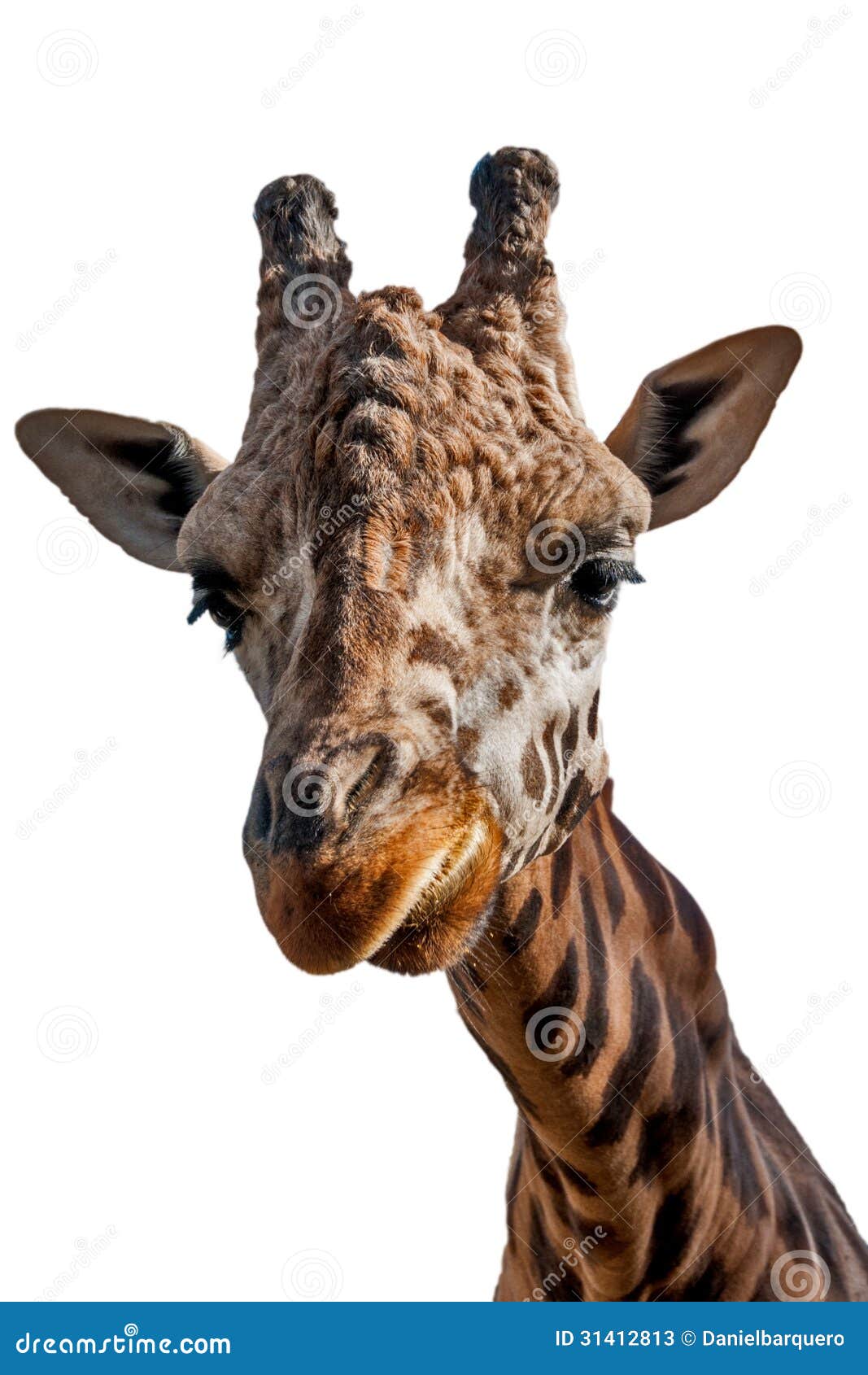Giraffe portrait stock image. Image of fields, tall, acacia - 31412813