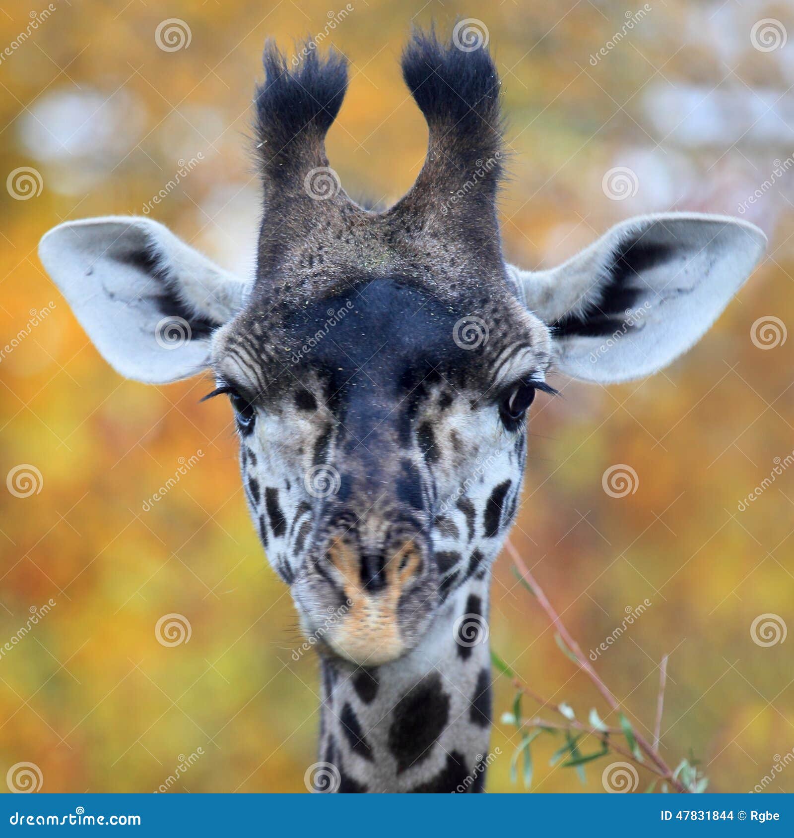 Giraffe portrait stock photo. Image of lovely, yellow - 47831844