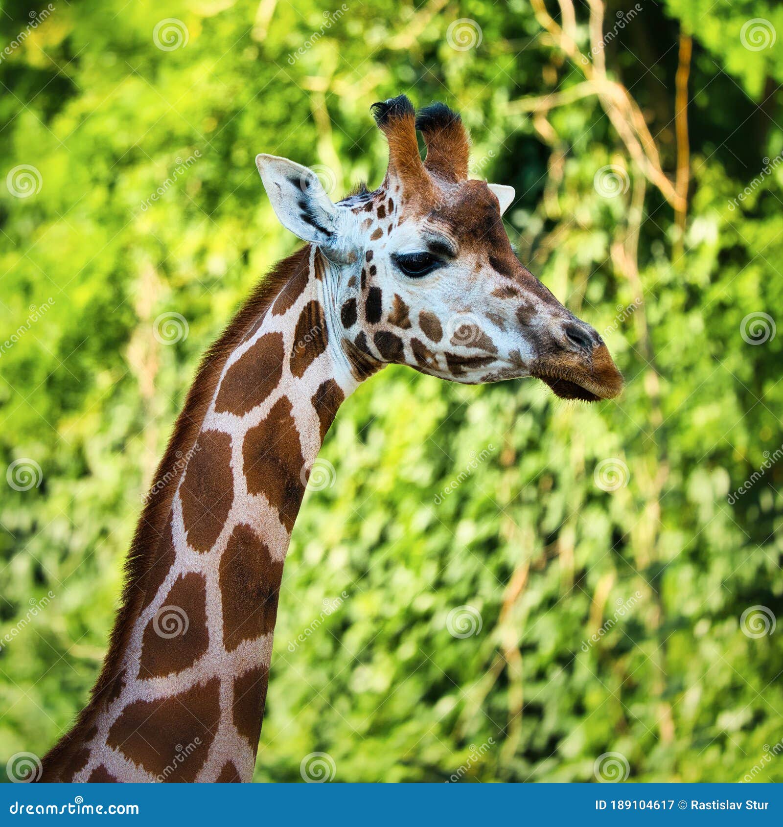 Giraffe Portrait in the Forest Stock Image - Image of green, forest ...