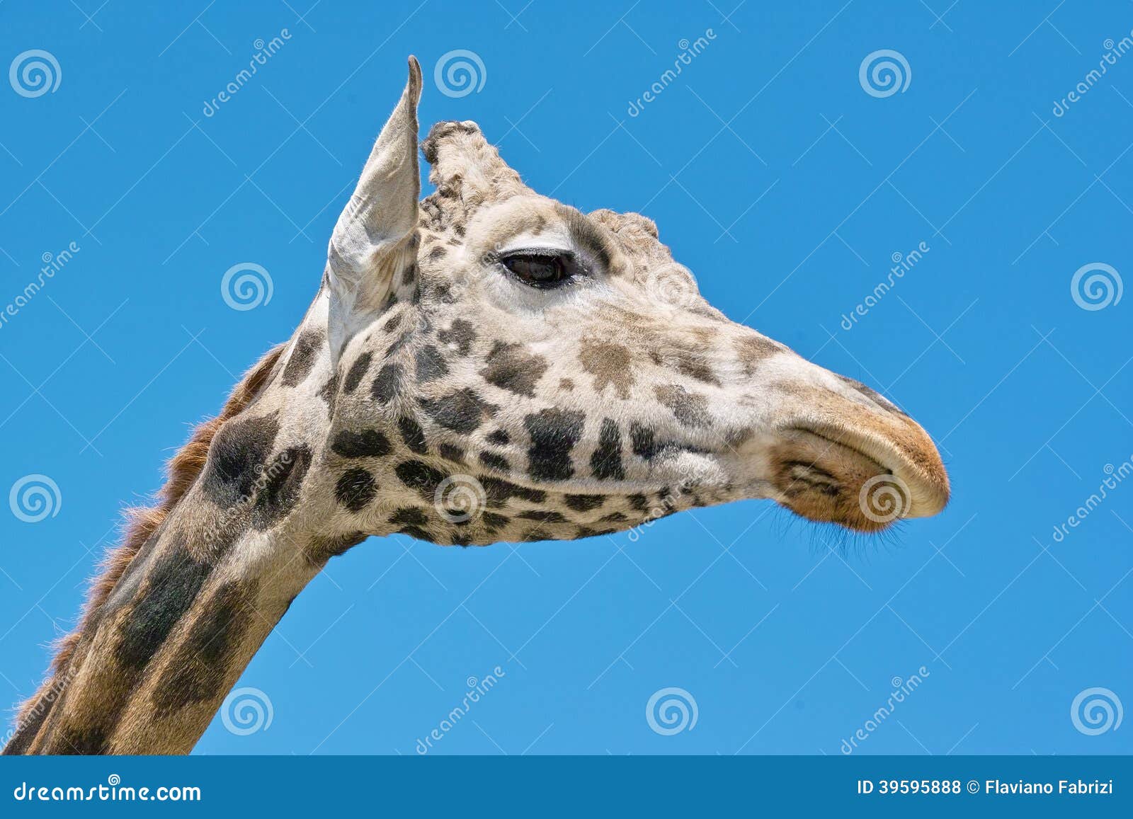 Giraffe, portrait stock photo. Image of africa, giraffa - 39595888