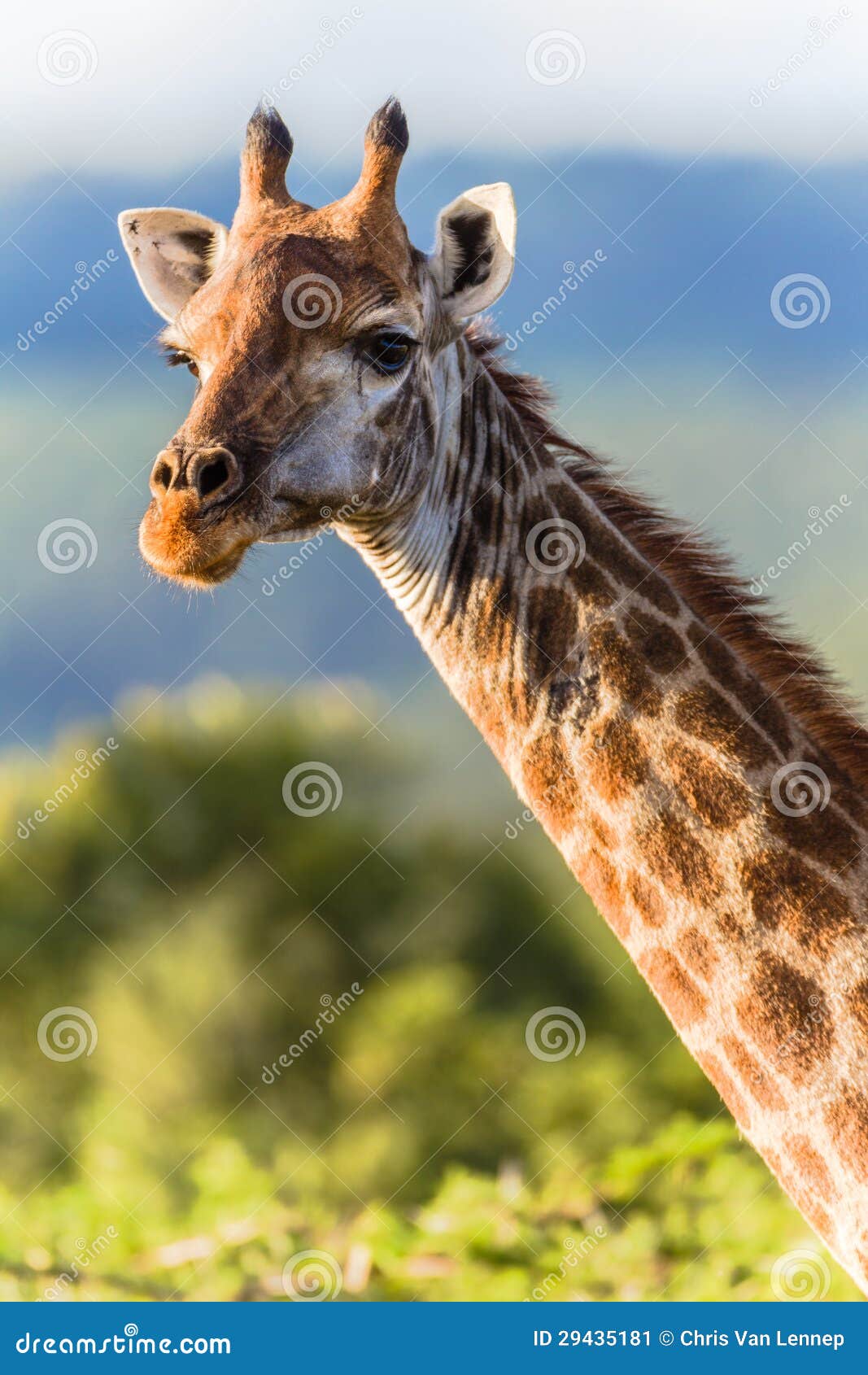Giraffe Head Neck Animal stock image. Image of giraffe - 29435181