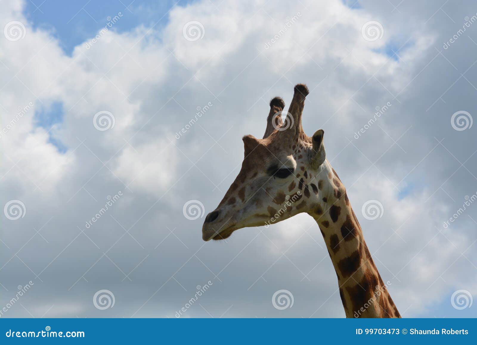 Giraffe and clouds stock image. Image of animal, portrait - 99703473