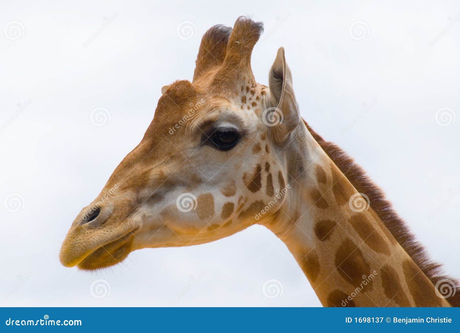 Giraffe Portrait Of It`s Face Stock Photography | CartoonDealer.com ...
