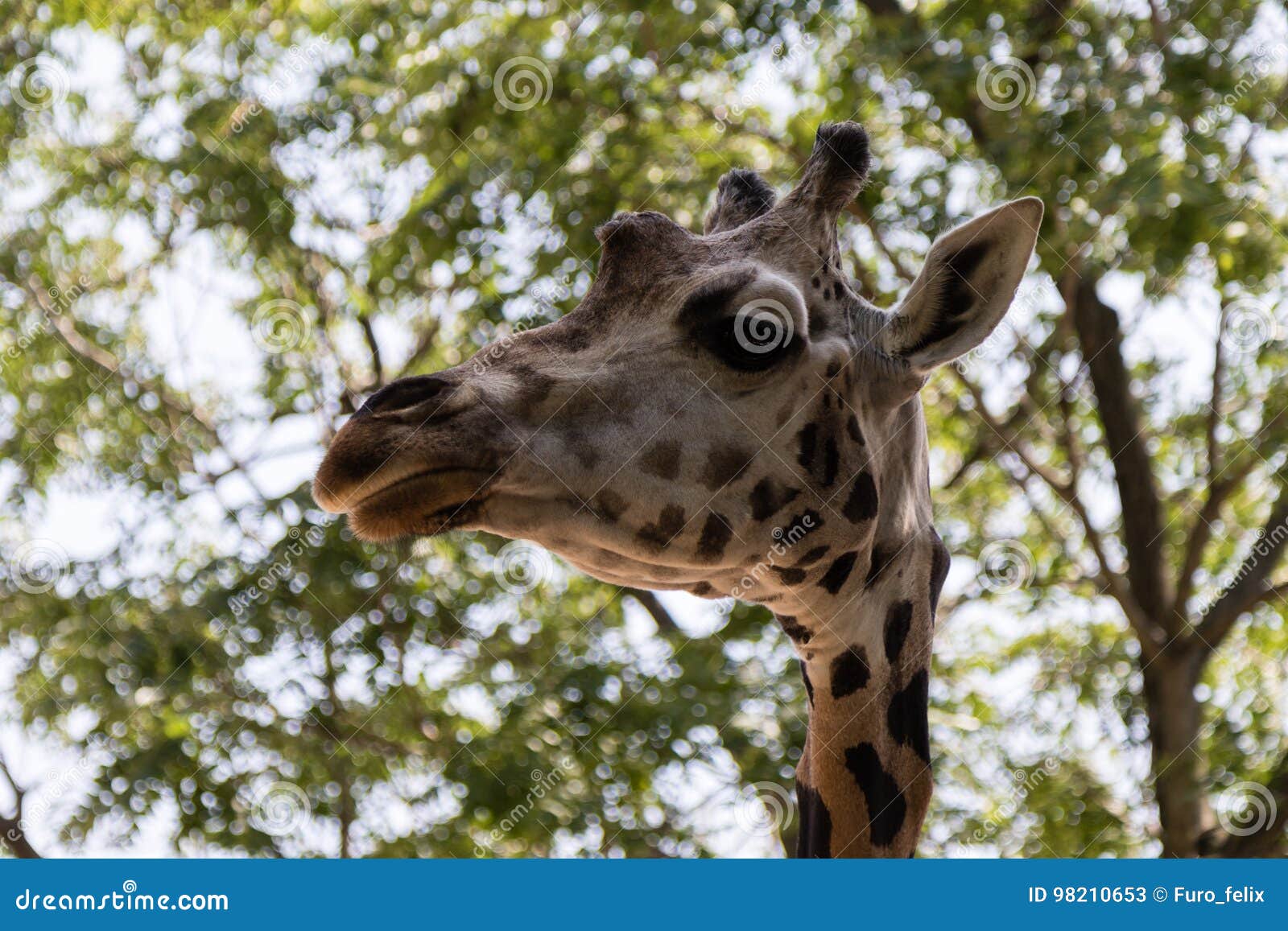 Giraffe Portrait Over Green Leafs Stock Image - Image of beautiful ...
