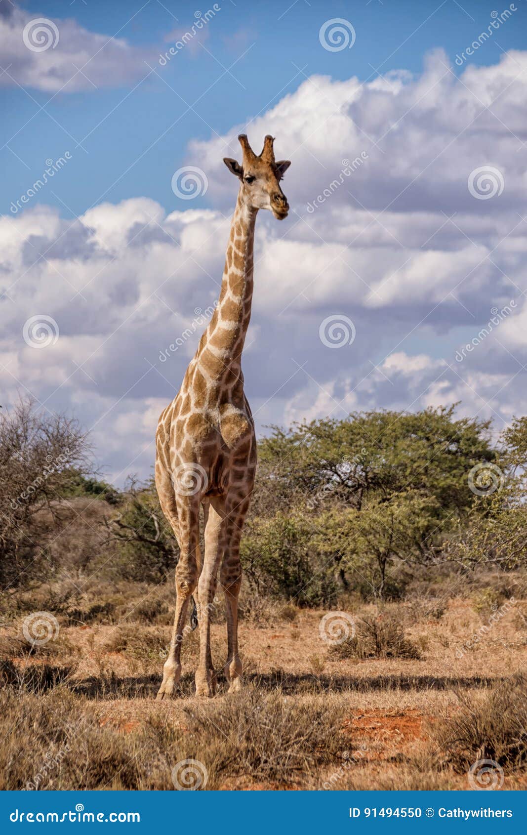 Giraffe Portrait stock photo. Image of safari, mammal - 91494550
