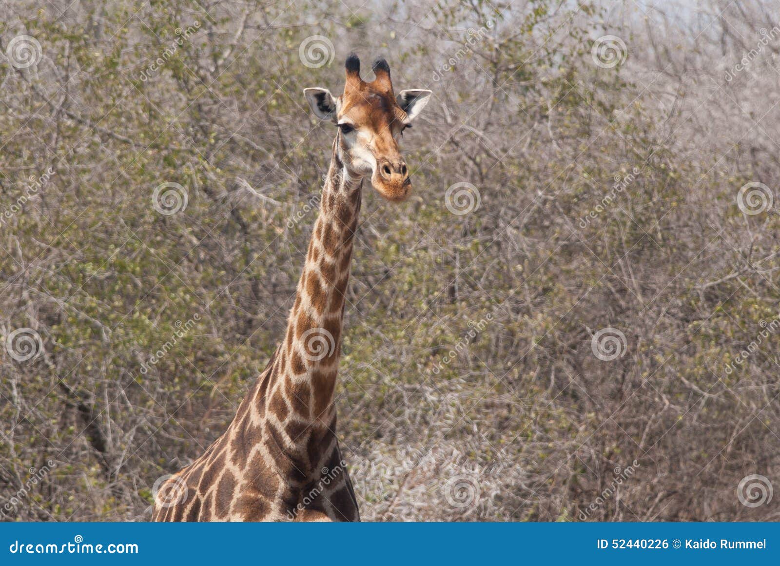 Giraffe portrait stock photo. Image of savannah, nature - 52440226