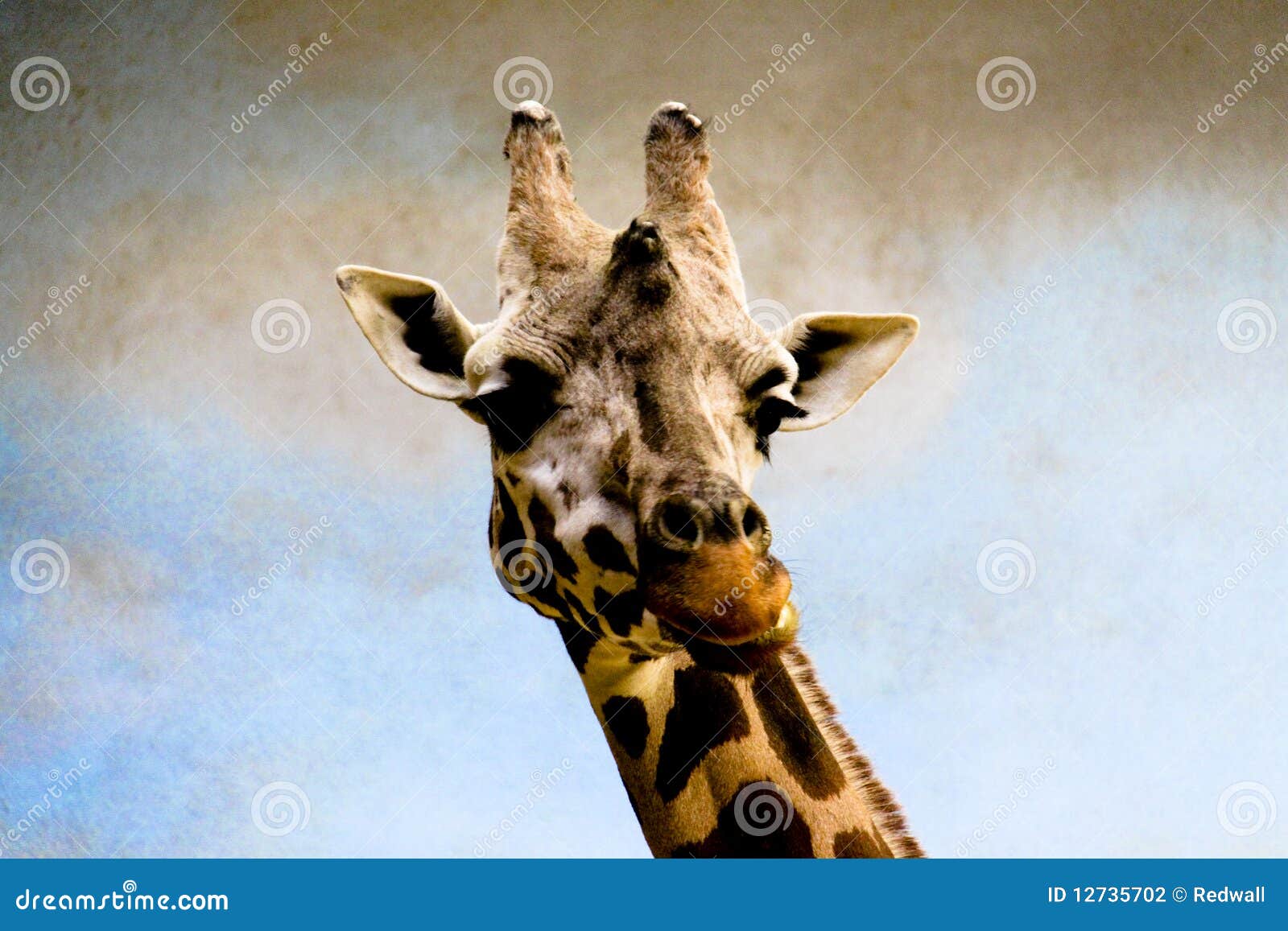 125 Giraffe Pose Portrait Stock Photos - Free & Royalty-Free Stock ...