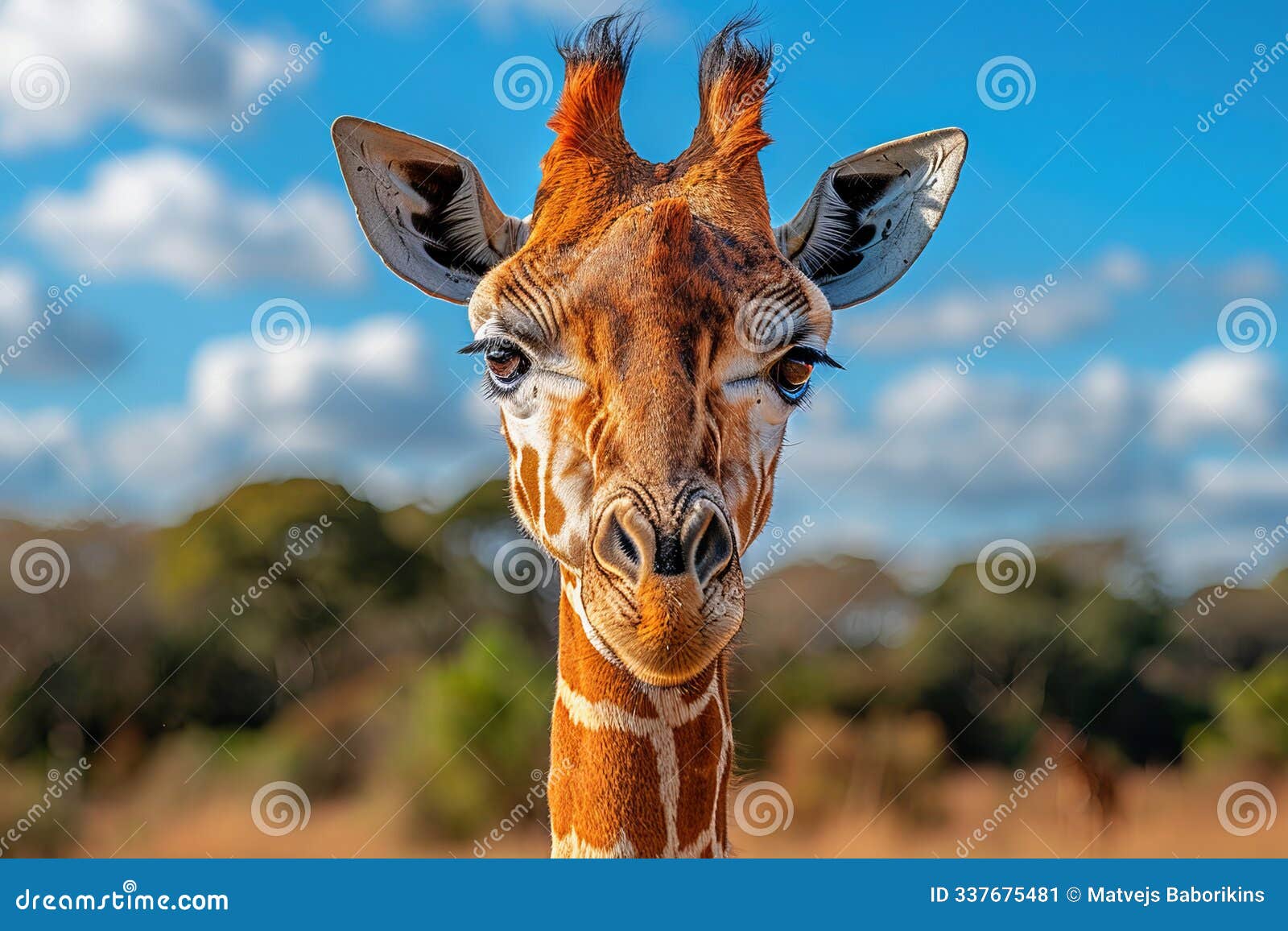 Giraffe Posing For The Camera Against A Blue Sky And Cloudy Background ...