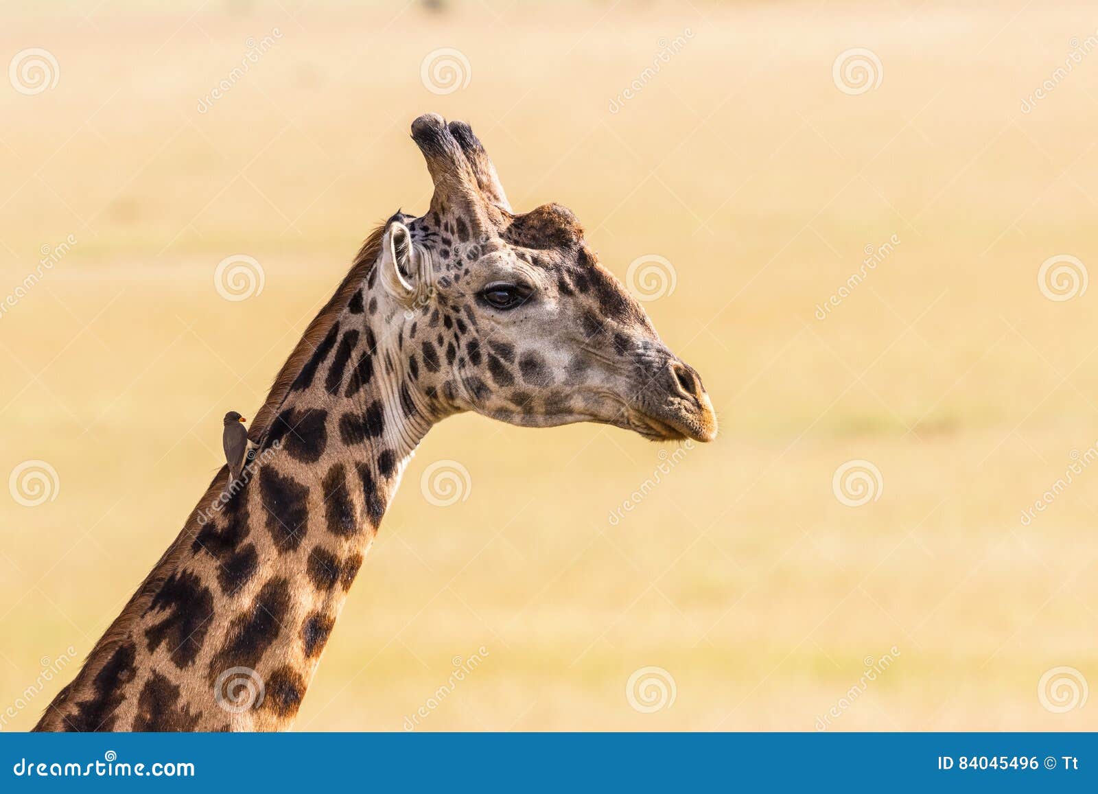 Giraffe potrait stock photo. Image of park, landscape - 84045496
