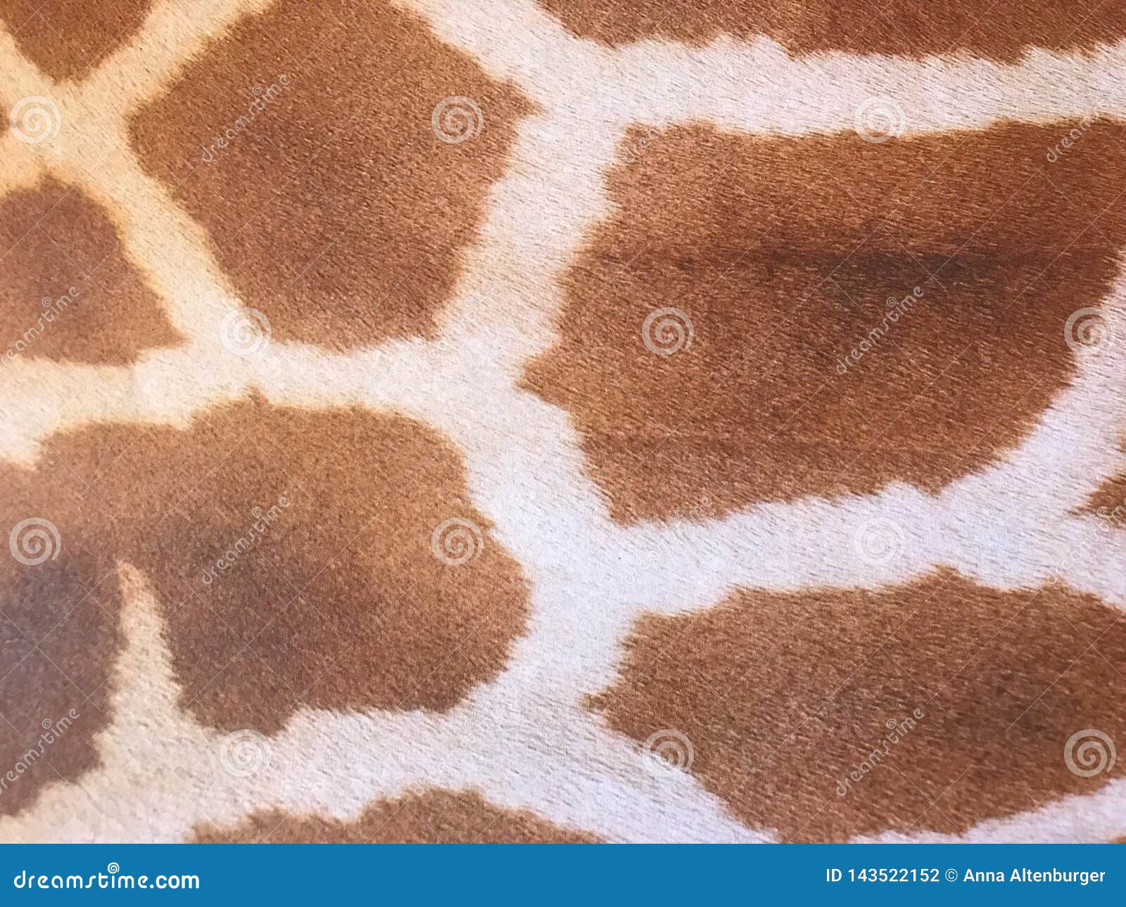 1,604 Giraffe Print Photos - Free & Royalty-Free Stock Photos from ...