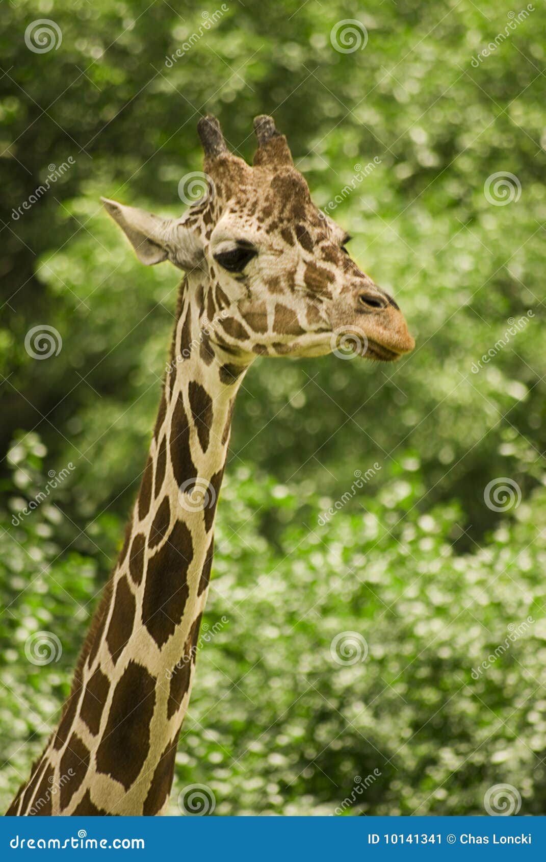 Giraffe profile stock image. Image of savanna, wild, wilderness - 10141341