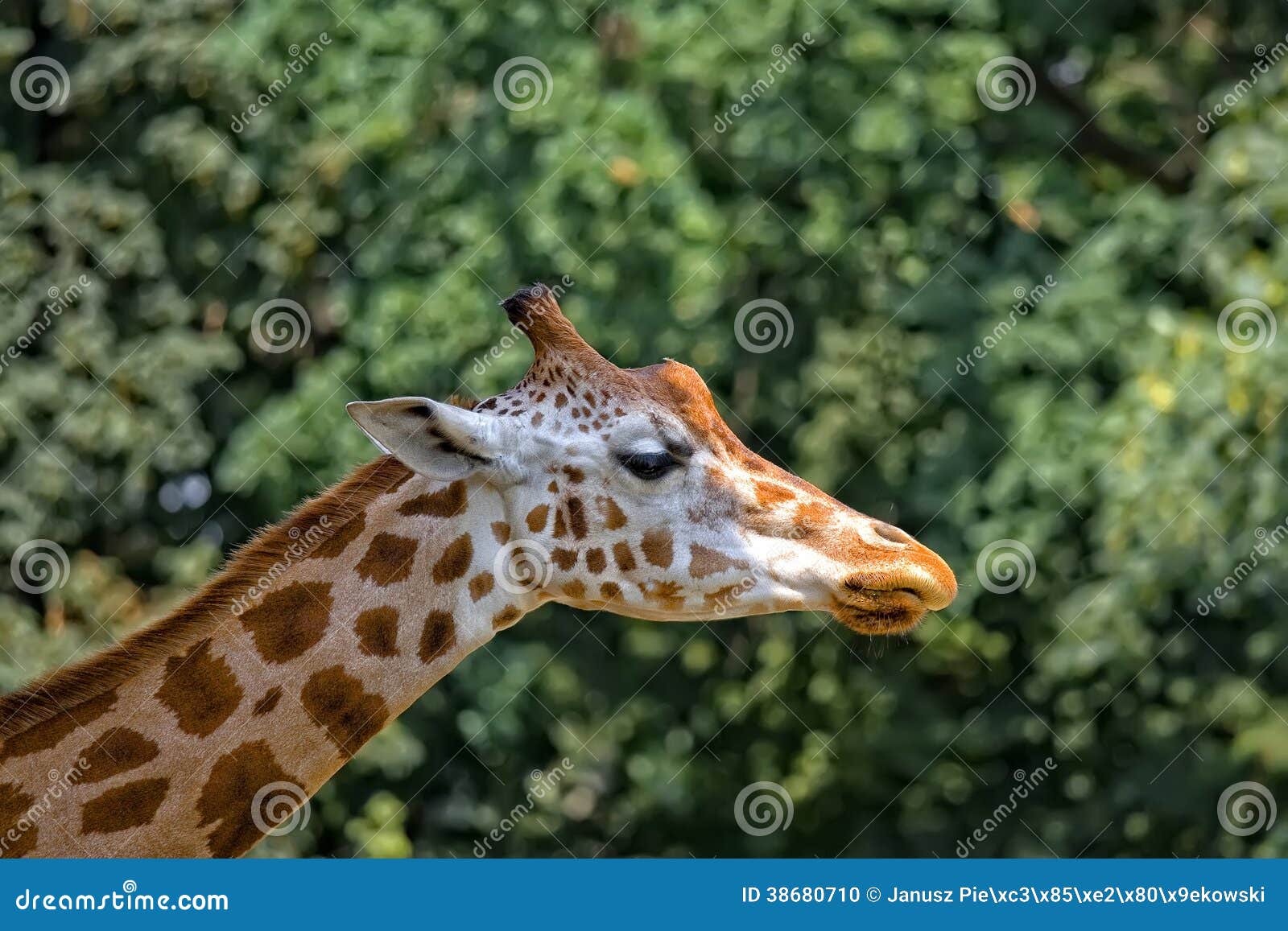 Giraffe profile stock photo. Image of africa, green, herbivore - 38680710