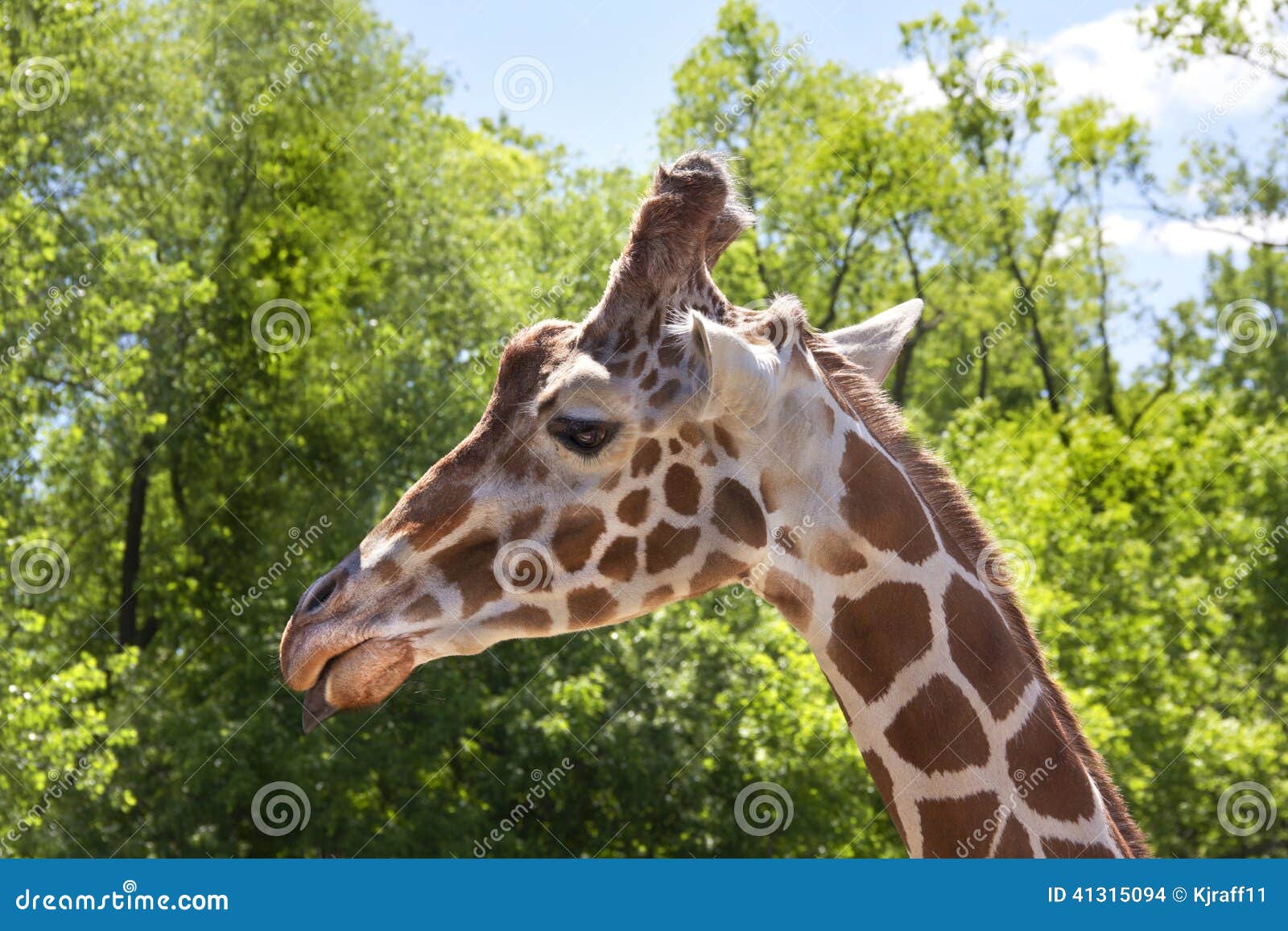 Giraffe profile closeup stock photo. Image of outdoors - 41315094