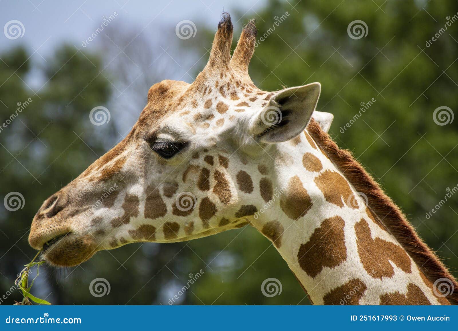 Giraffe Profile stock image. Image of lafayette, grazing - 251617993