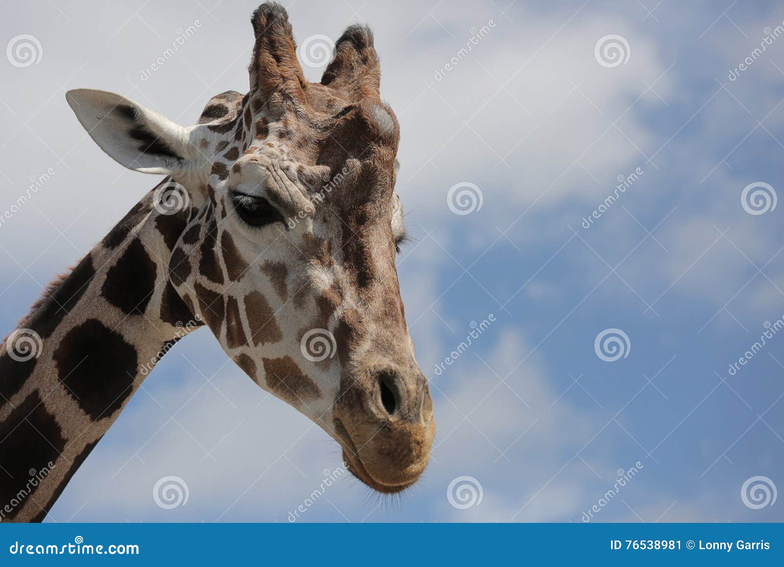 Giraffe profile of head stock image. Image of closeup - 76538981