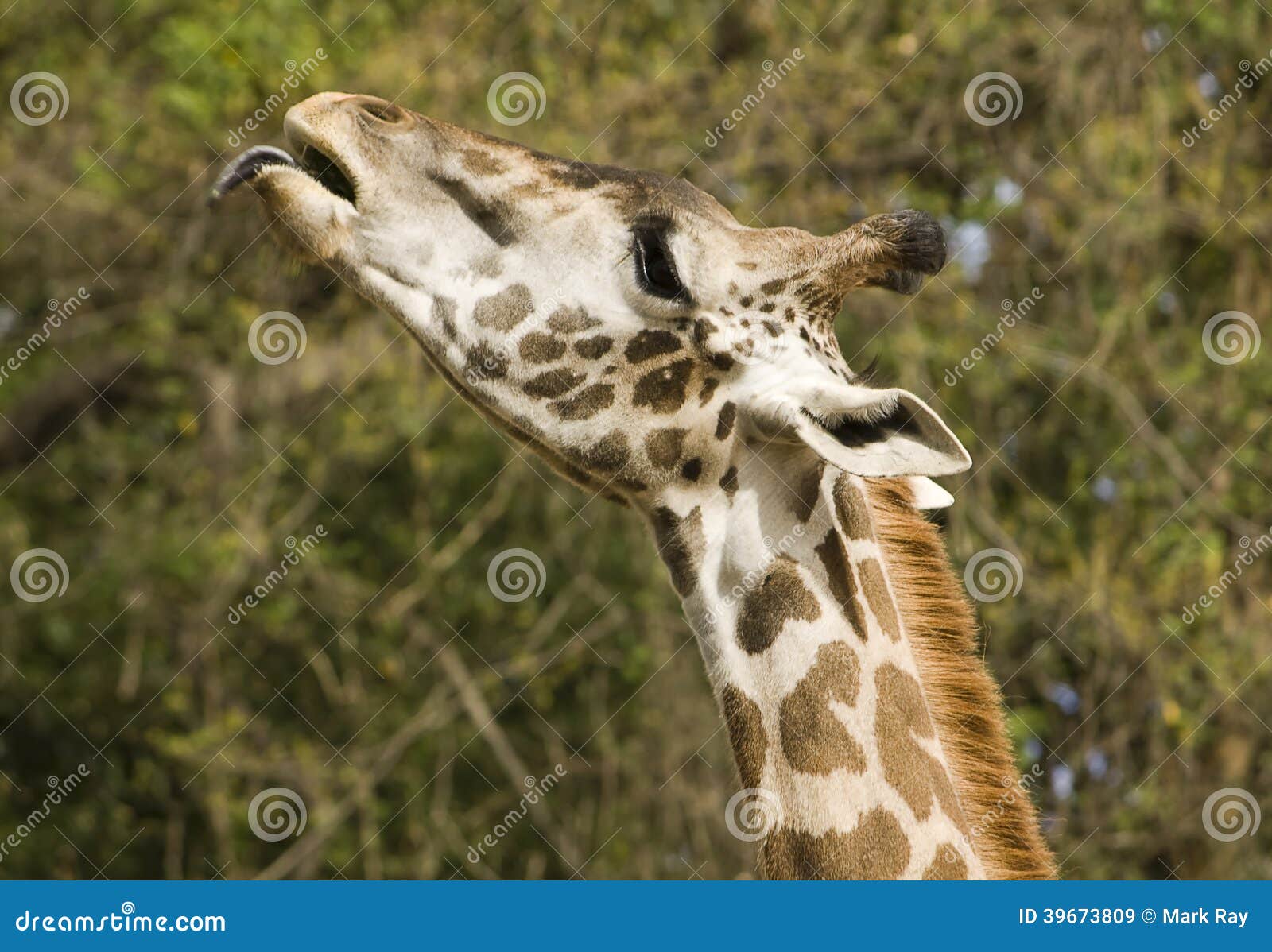 Giraffe Profile stock image. Image of mammal, profile - 39673809