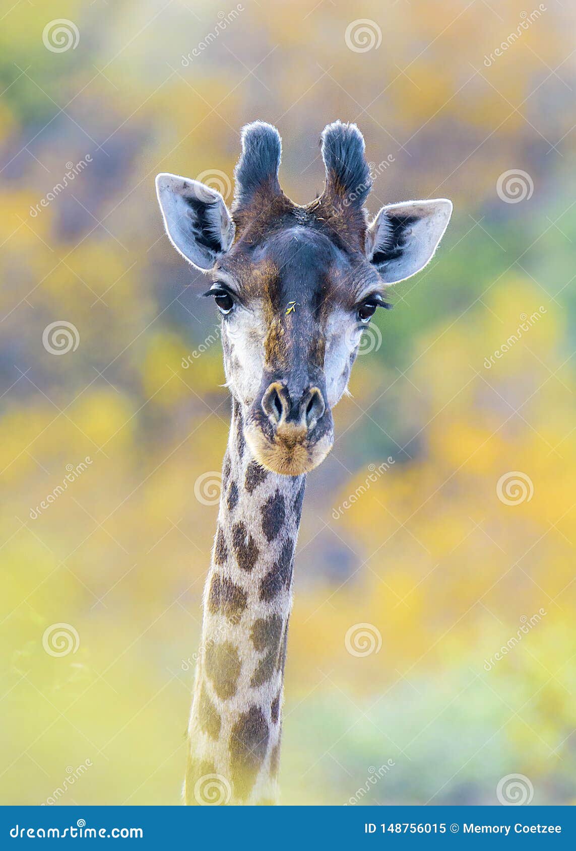 Giraffe Profile stock image. Image of wildlife, colour - 148756015